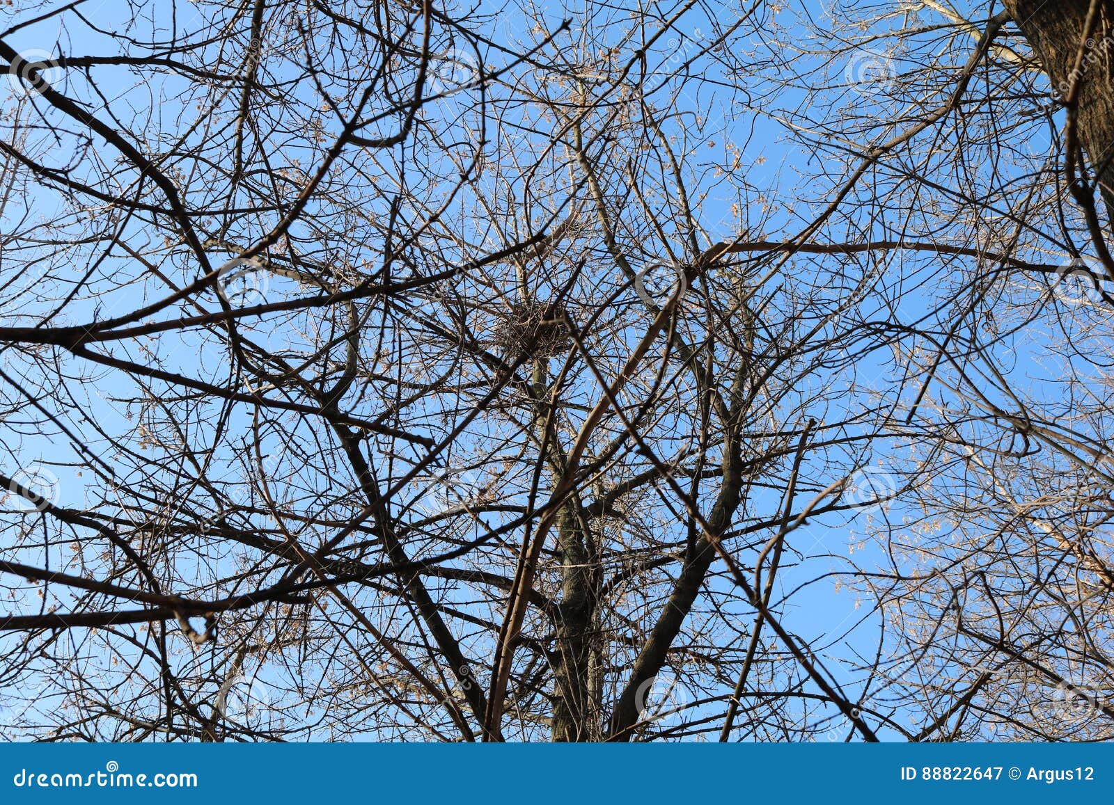 Kraai` s nest op een boom stock afbeelding. Image of flarden - 88822647