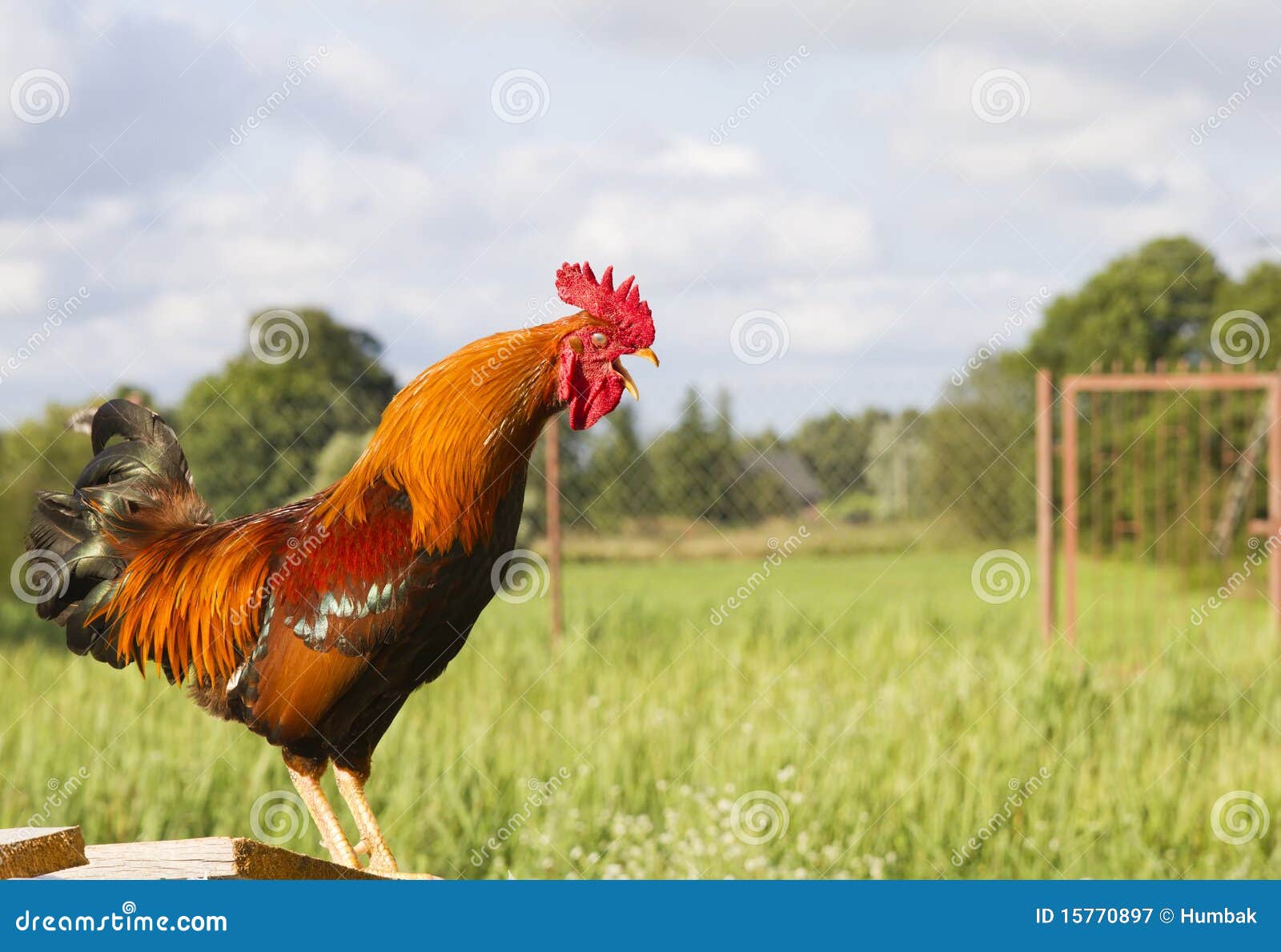 Kraaiende haan stock afbeelding. Image of installatie - 15770897