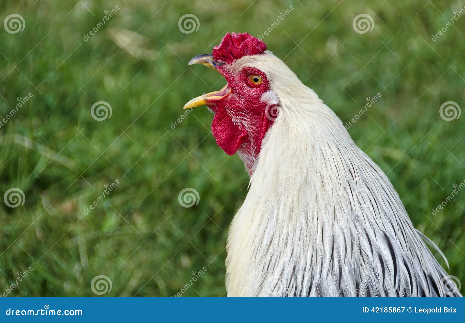 Kraaiende Witte Brahma-haan Stock Afbeelding - Image of vogel, rood ...
