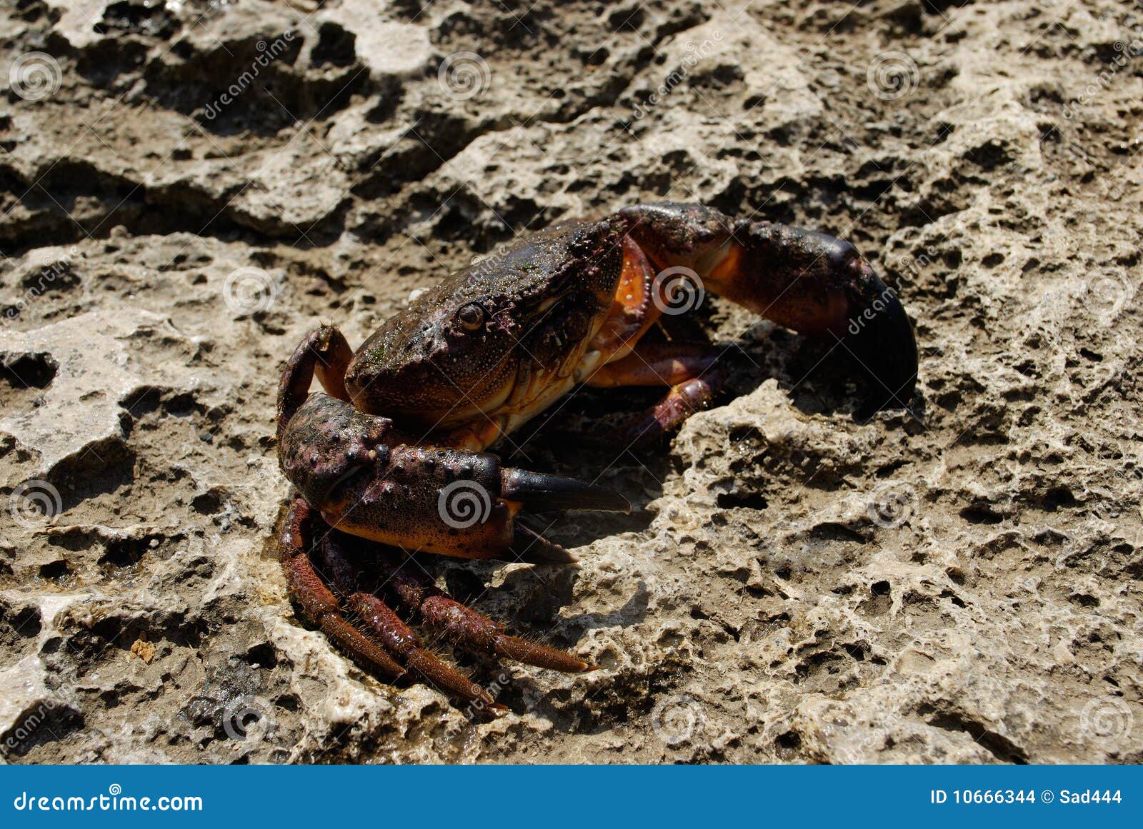 Krab stock foto. Image of steen, tropisch, dier, hardshell - 10666344