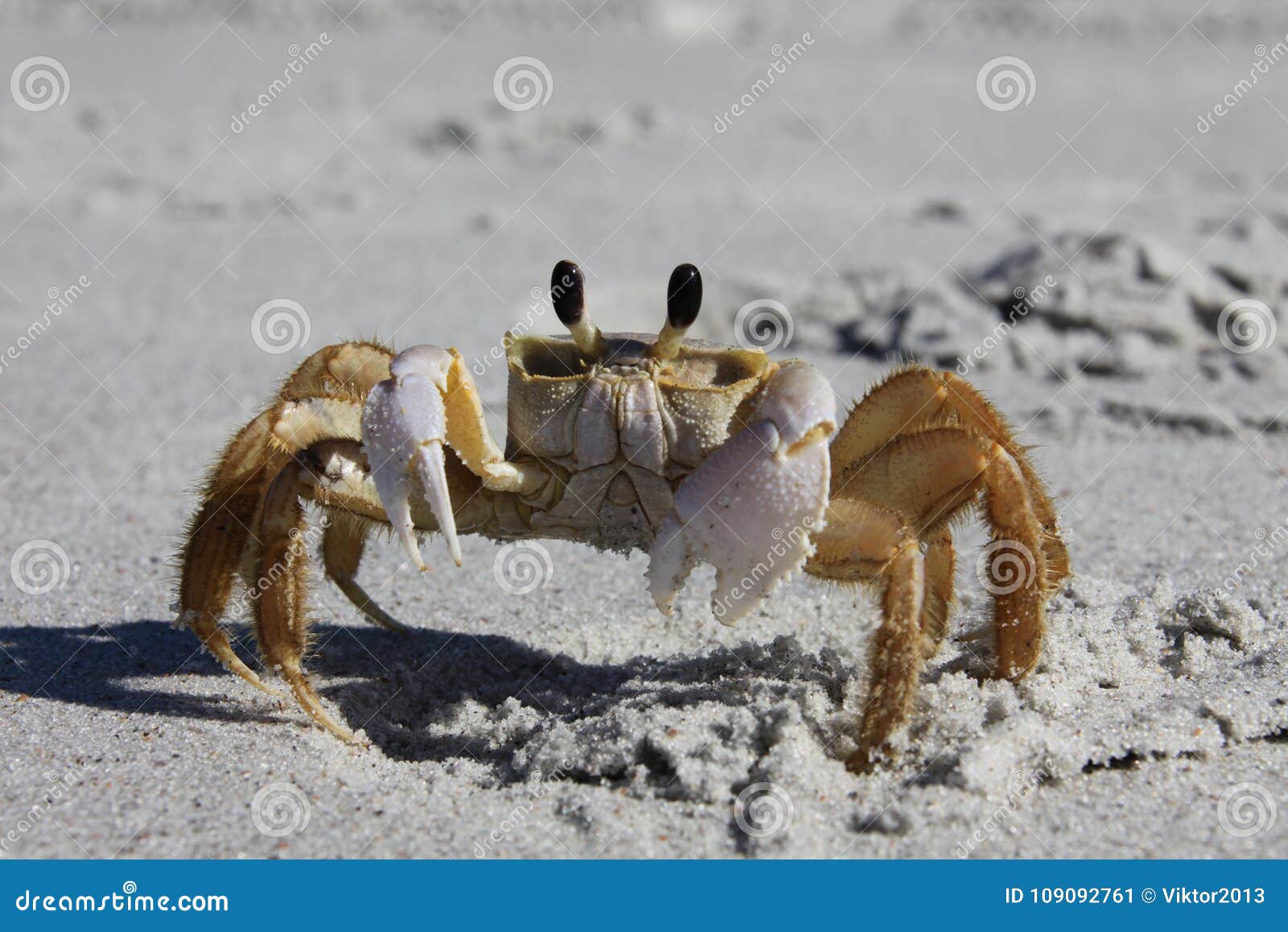 Krab stock afbeelding. Image of strand, zomer, krab - 109092761