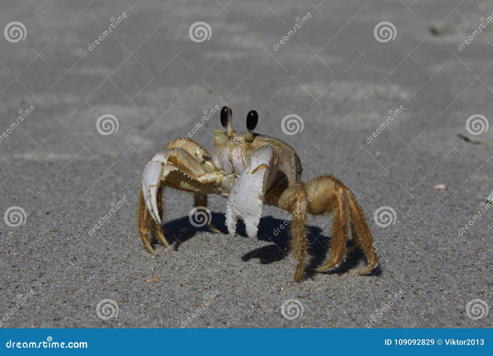 Krab stock afbeelding. Image of wild, milieu, macro - 109092829