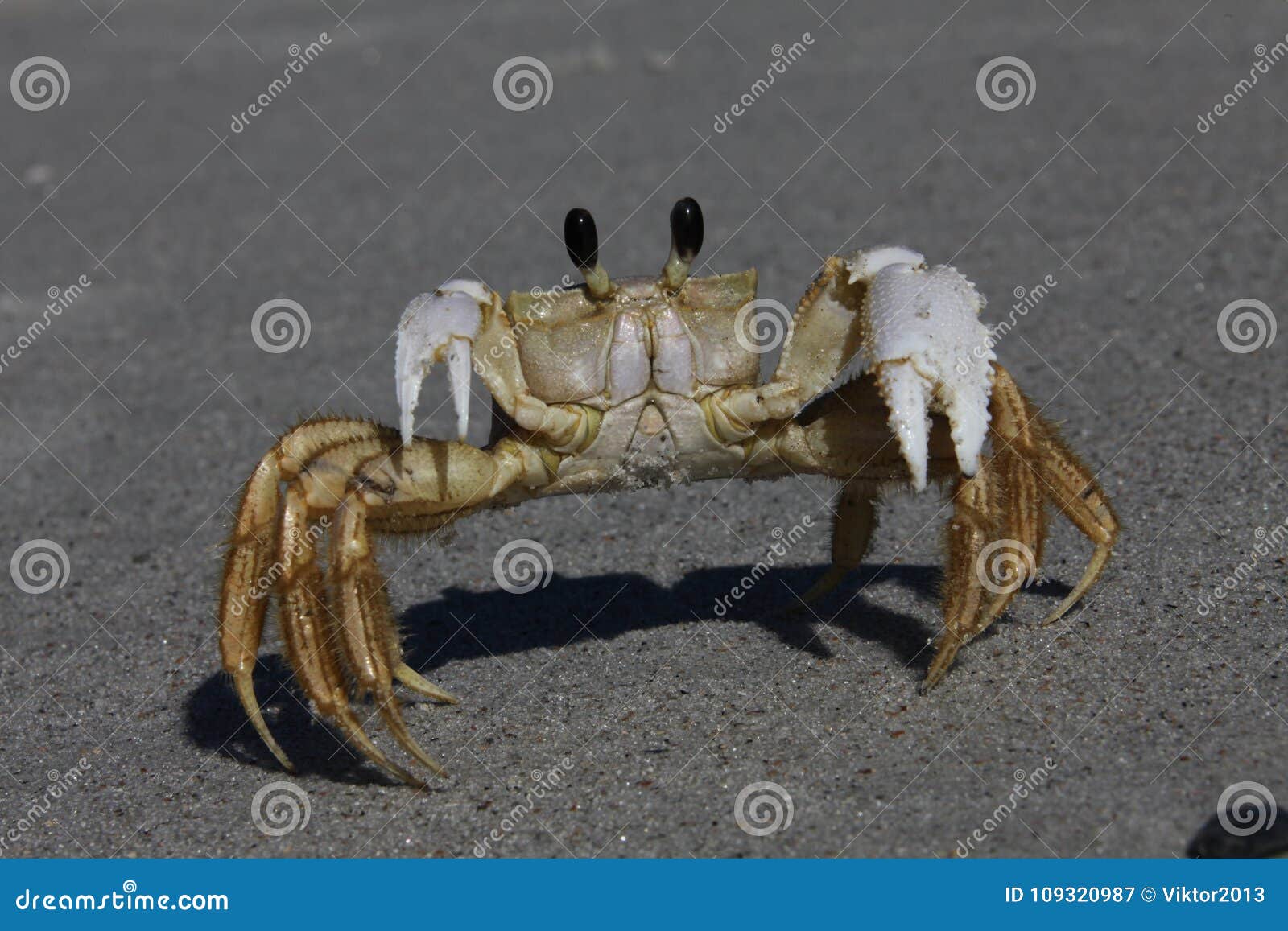 Krab stock afbeelding. Image of wild, tropisch, geel - 109320987