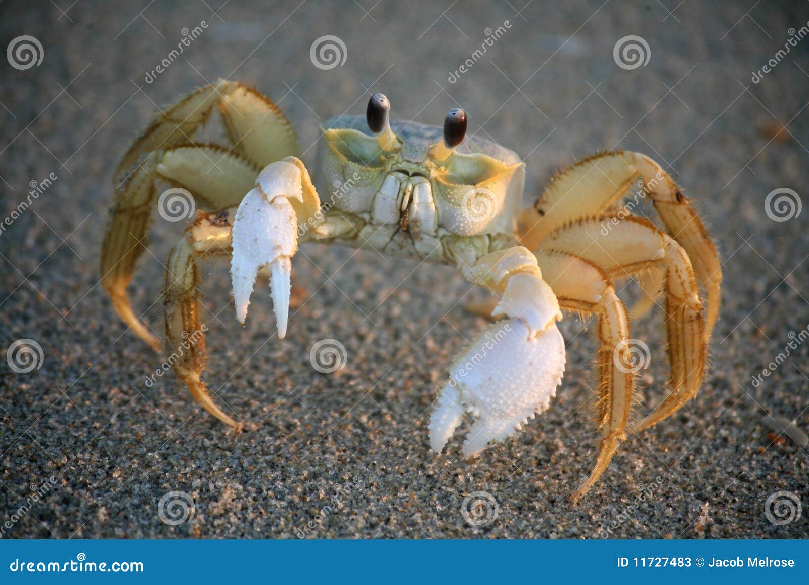 Krab stock afbeelding. Image of zand, macro, diepte, ochtend - 11727483
