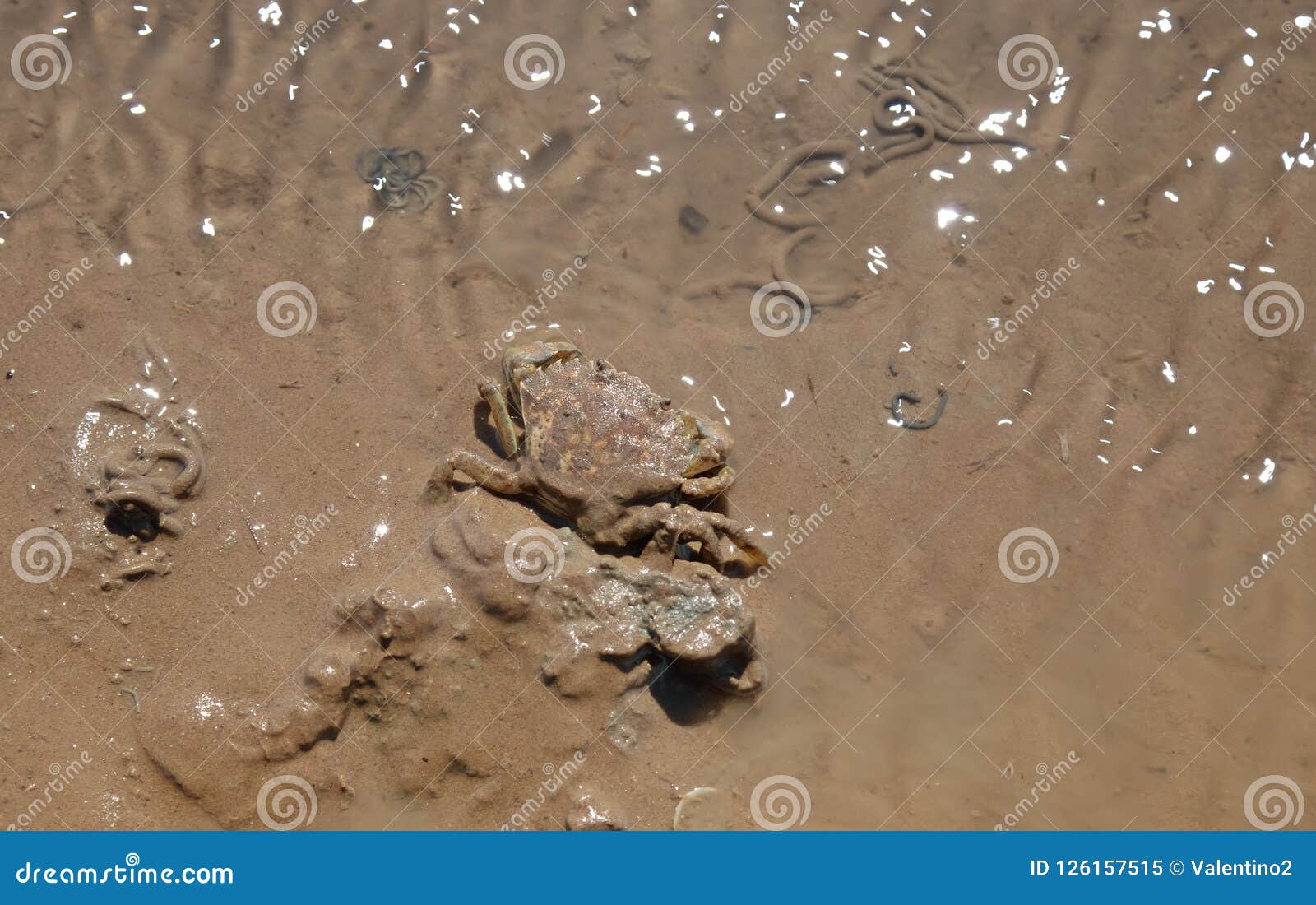 Krab stock afbeelding. Image of zomer, krab, dier, milieu - 126157515