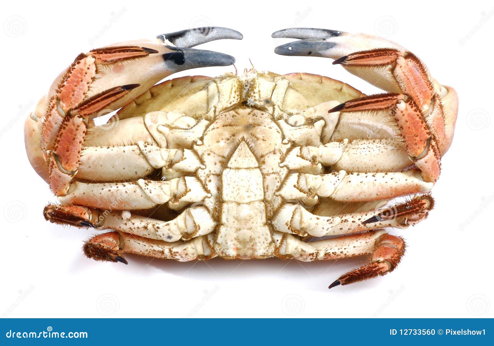 Krab zdjęcie stock. Obraz złożonej z jedzenie, seafood - 12733560