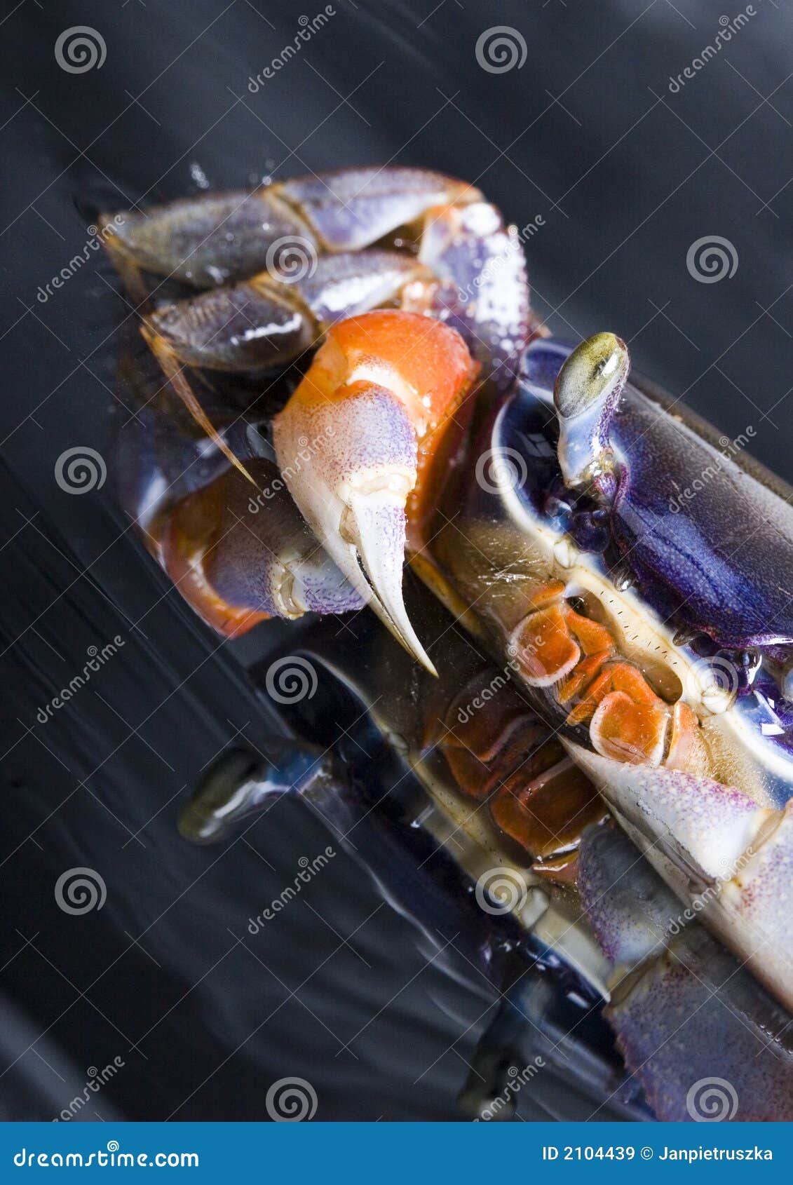 Krab stock afbeelding. Image of dier, romig, buik, merrie - 2104439