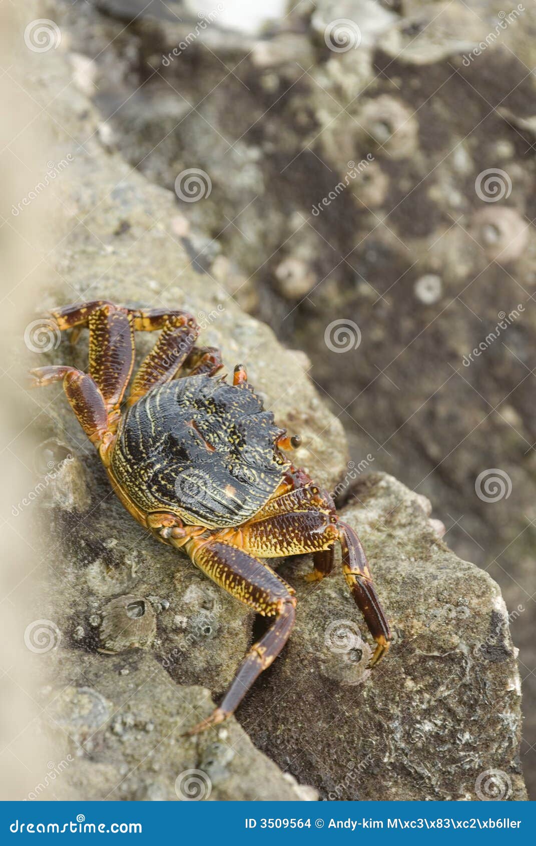 Krab stock foto. Image of zuidelijk, steen, stenen, genaturaliseerd ...