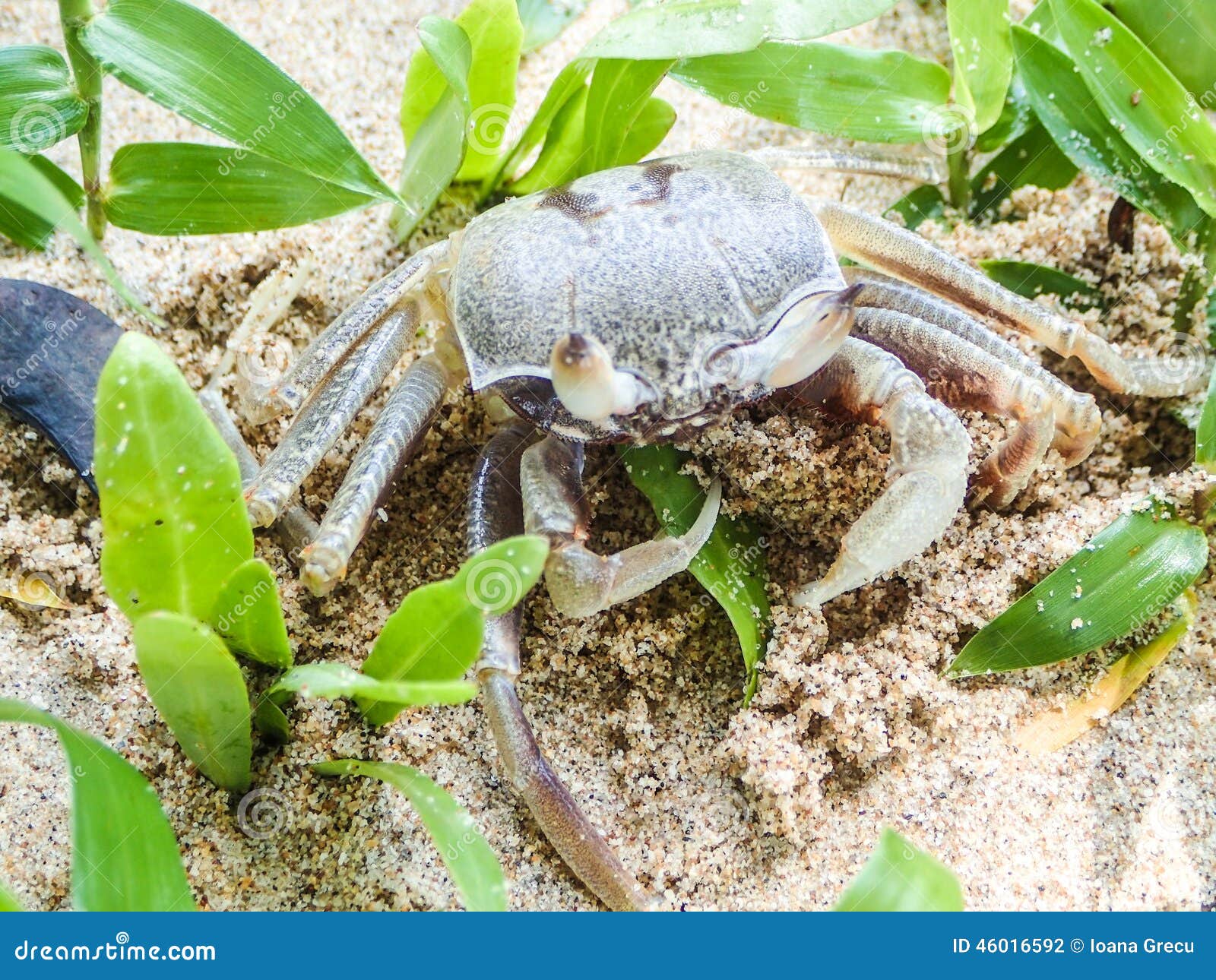 Krab stock foto. Image of oceaan, krab, zeevruchten, dier - 46016592