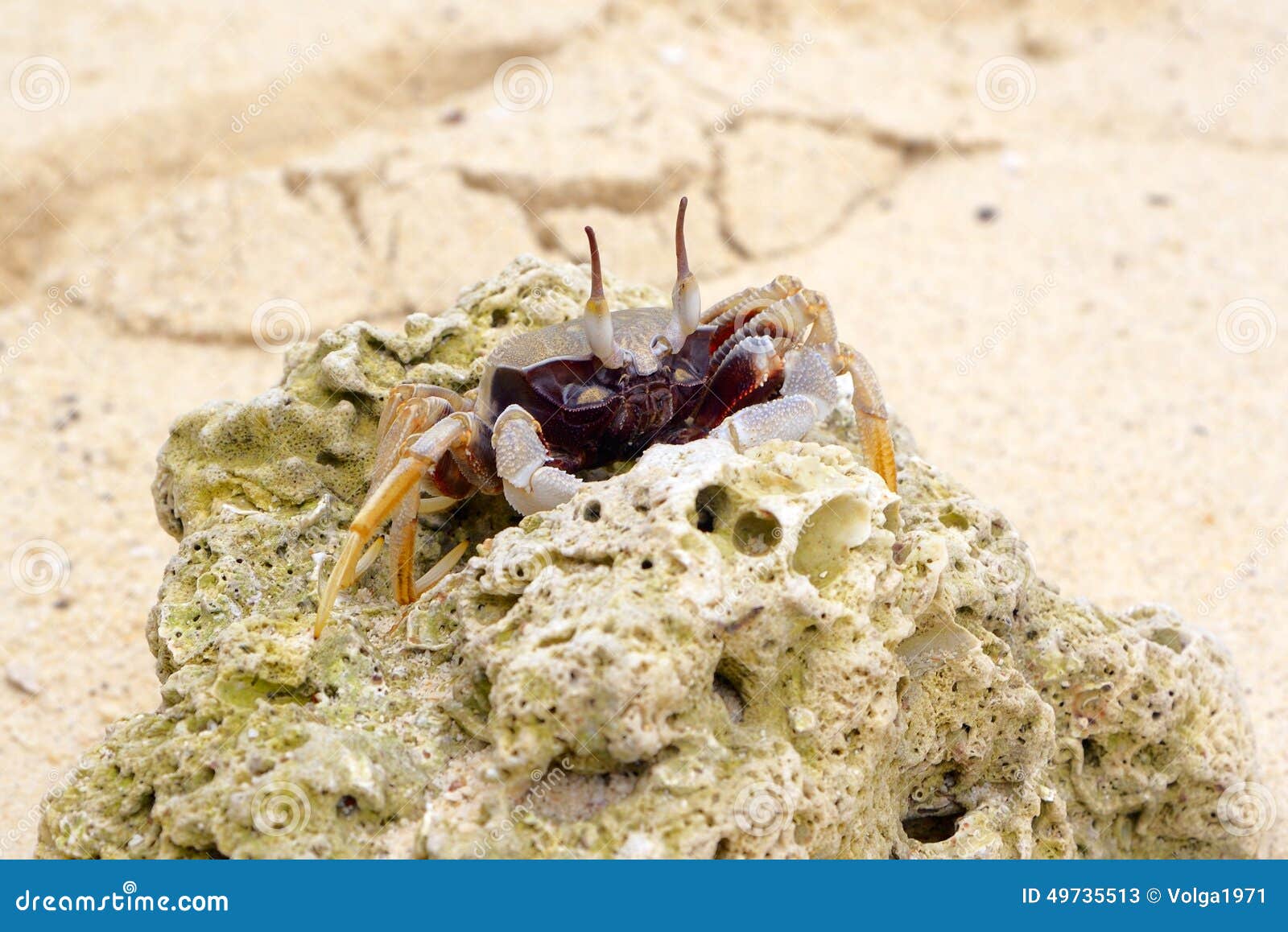 Krab stock afbeelding. Image of dier, macro, zand, rots - 49735513