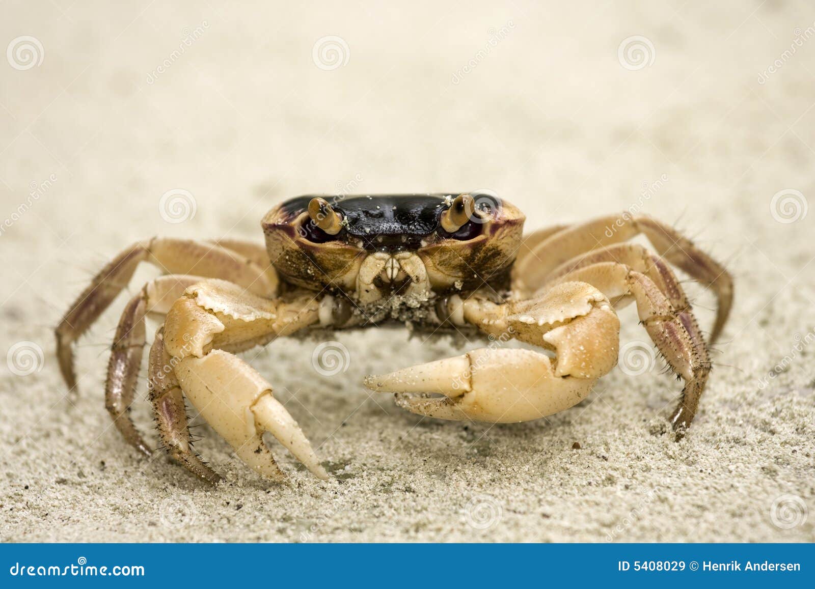 Krab stock afbeelding. Image of gesloten, kust, defensie - 5408029