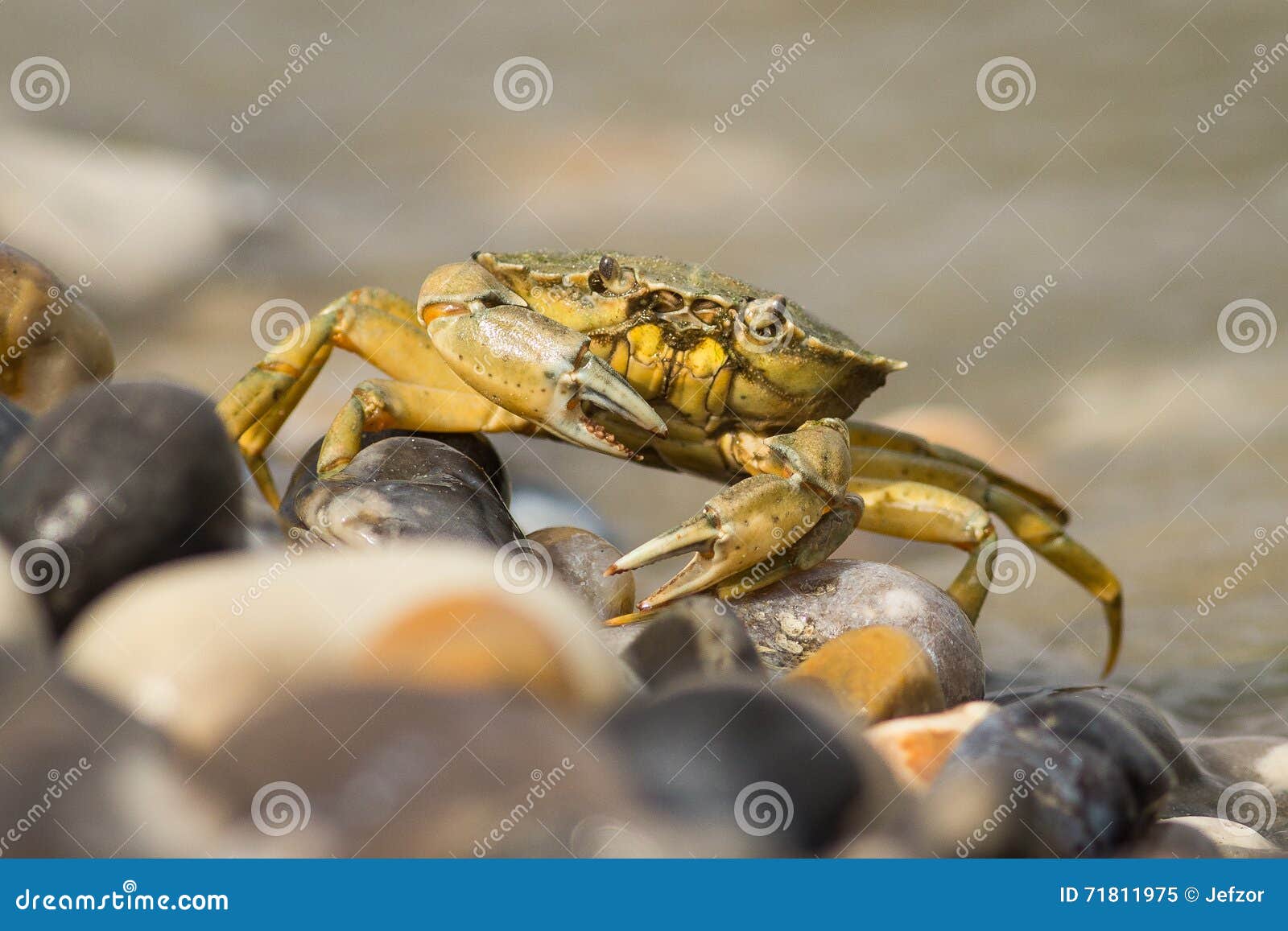 Krab stock afbeelding. Image of klauwen, krab, rotsen - 71811975