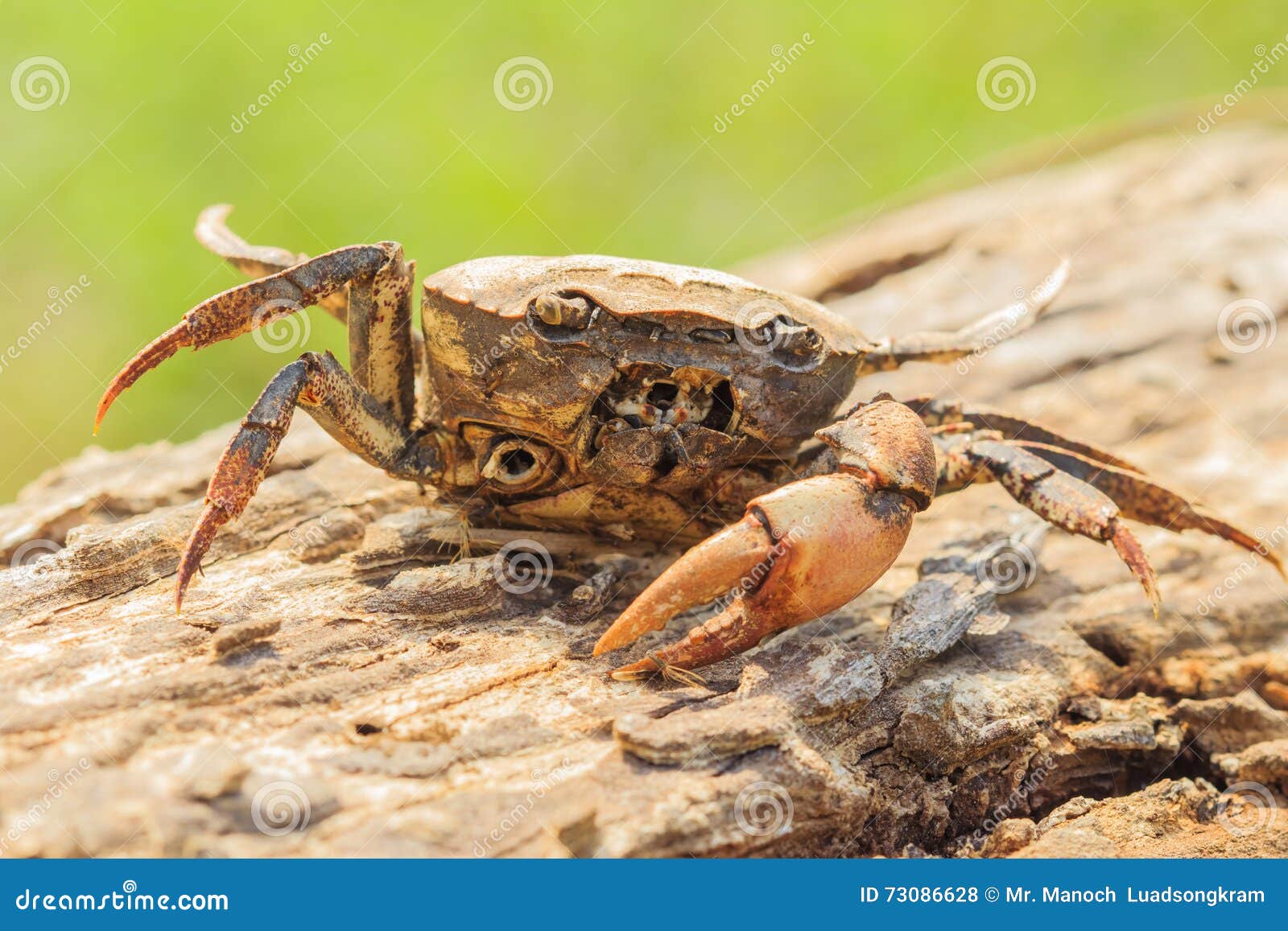 Krab stock foto. Image of voedsel, beeld, naughty, grond - 73086628