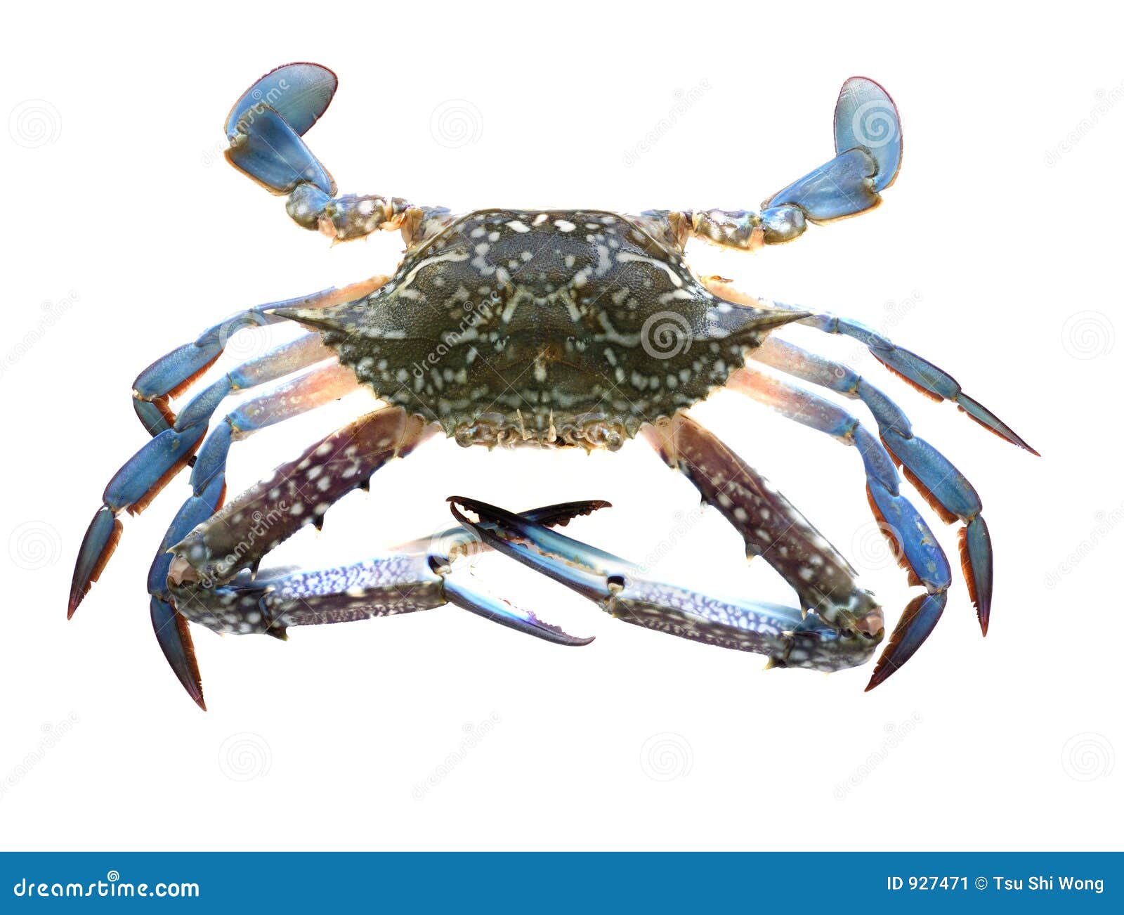 Krab stock afbeelding. Image of krab, moeilijk, voedsel - 927471