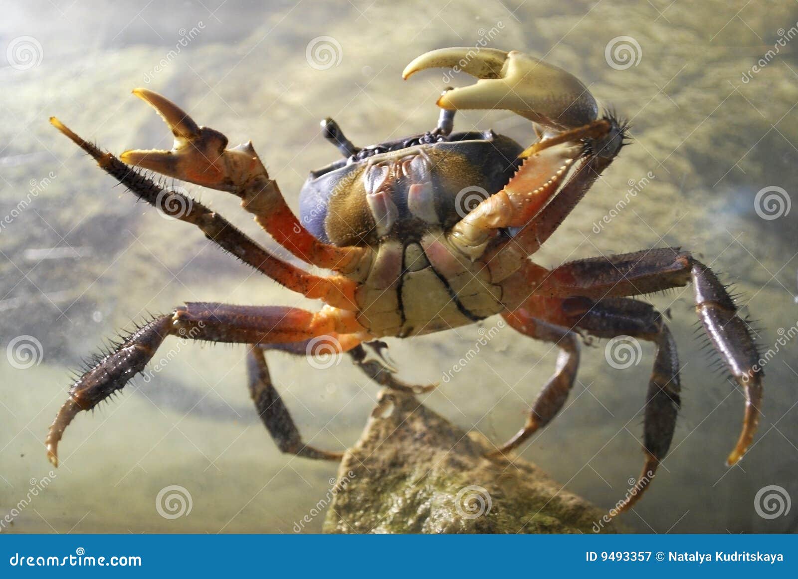 Krab stock afbeelding. Image of rood, krab, vliegtuigpiloot - 9493357