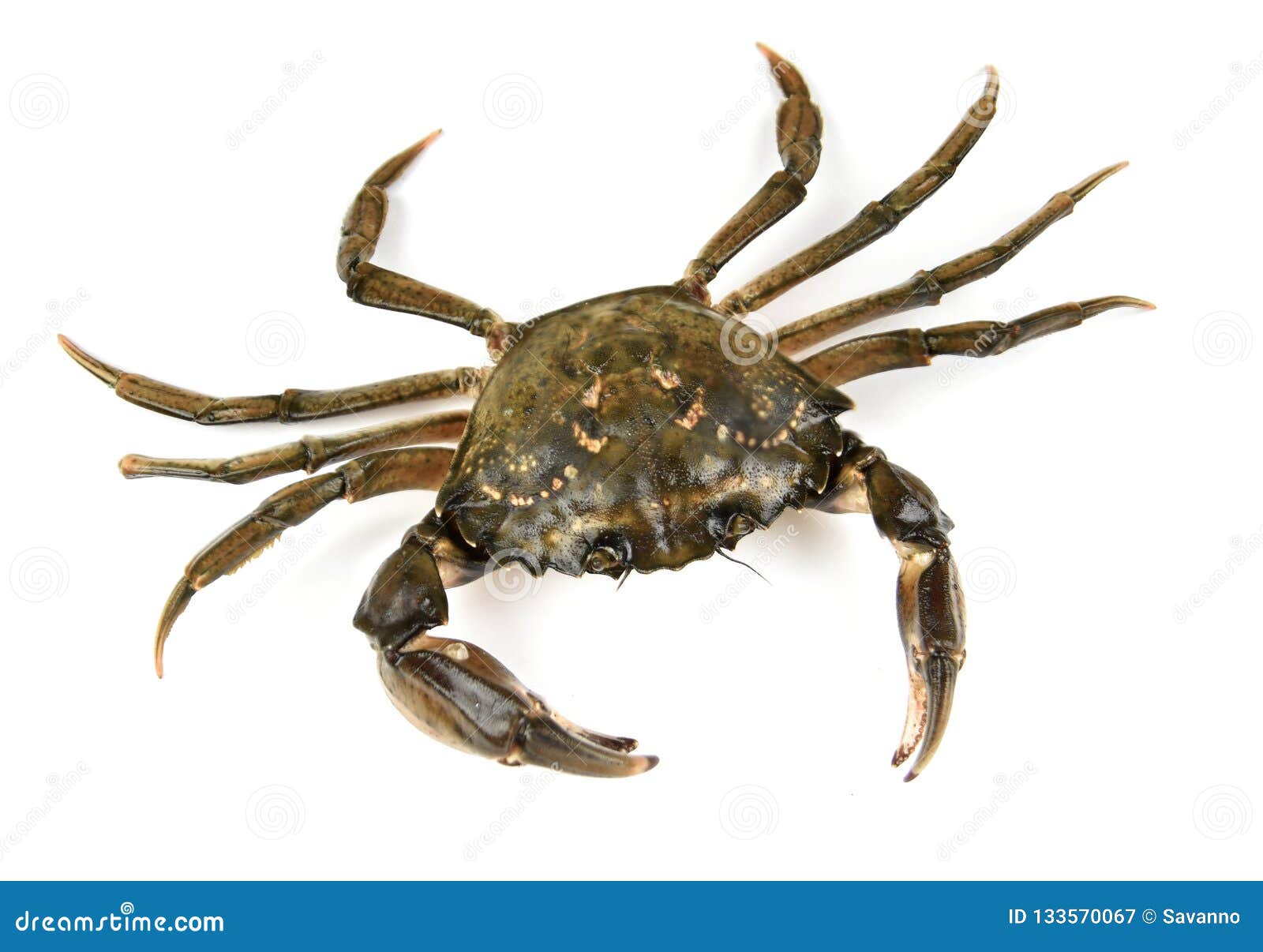 Krab De Zwarte Zee Schaaldier, Geïsoleerd Op Wit Stock Afbeelding ...