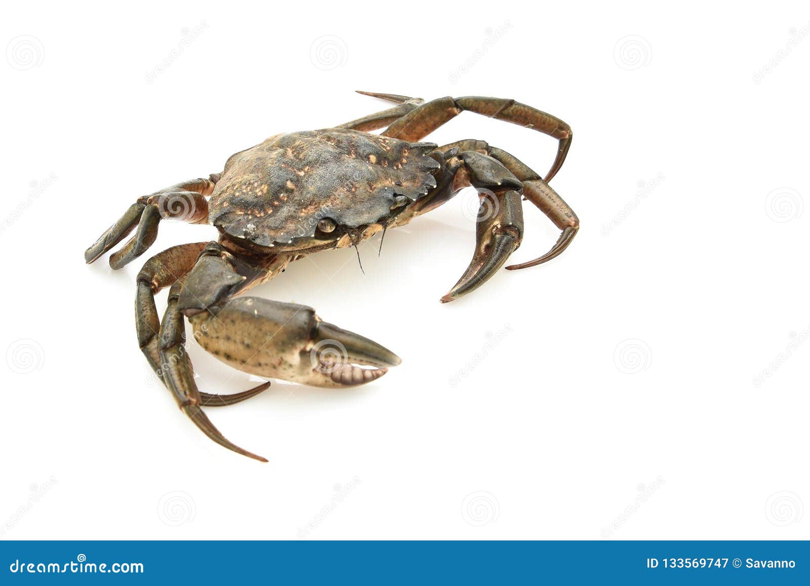 Krab De Zwarte Zee Schaaldier, Geïsoleerd Op Wit Stock Afbeelding - Image of enkelvoudig, dier ...