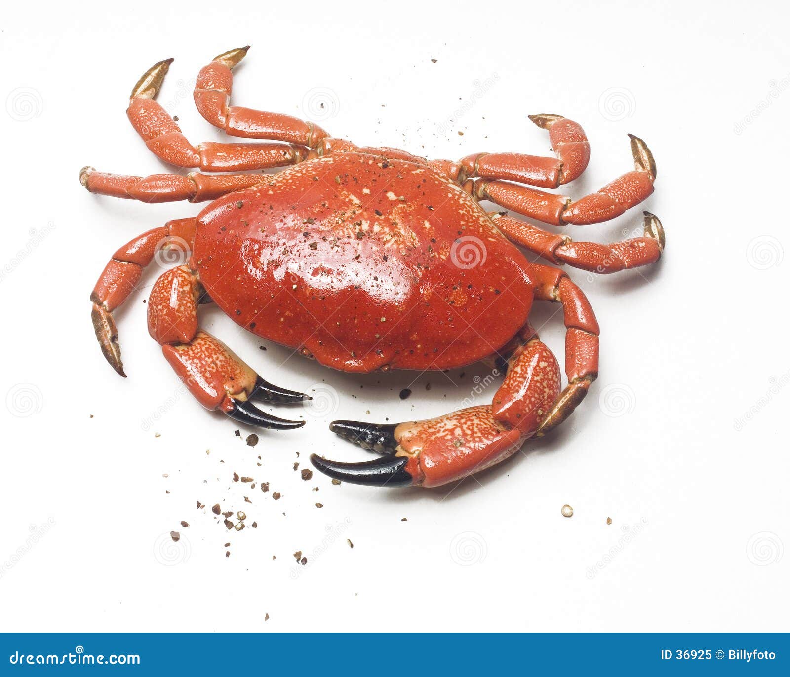 Krab en peper stock afbeelding. Image of oceaan, klauwen - 36925