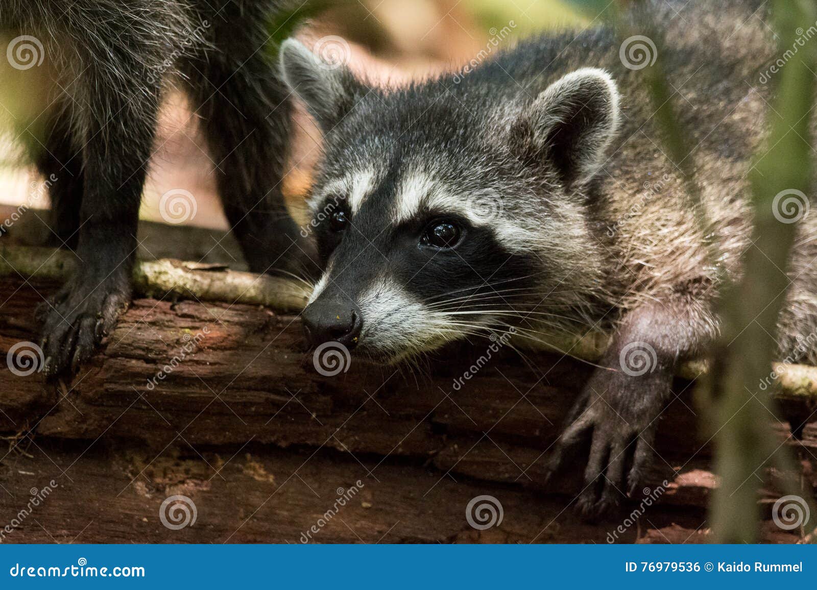 Krab-etende wasbeer stock foto. Image of genaturaliseerd - 76979536