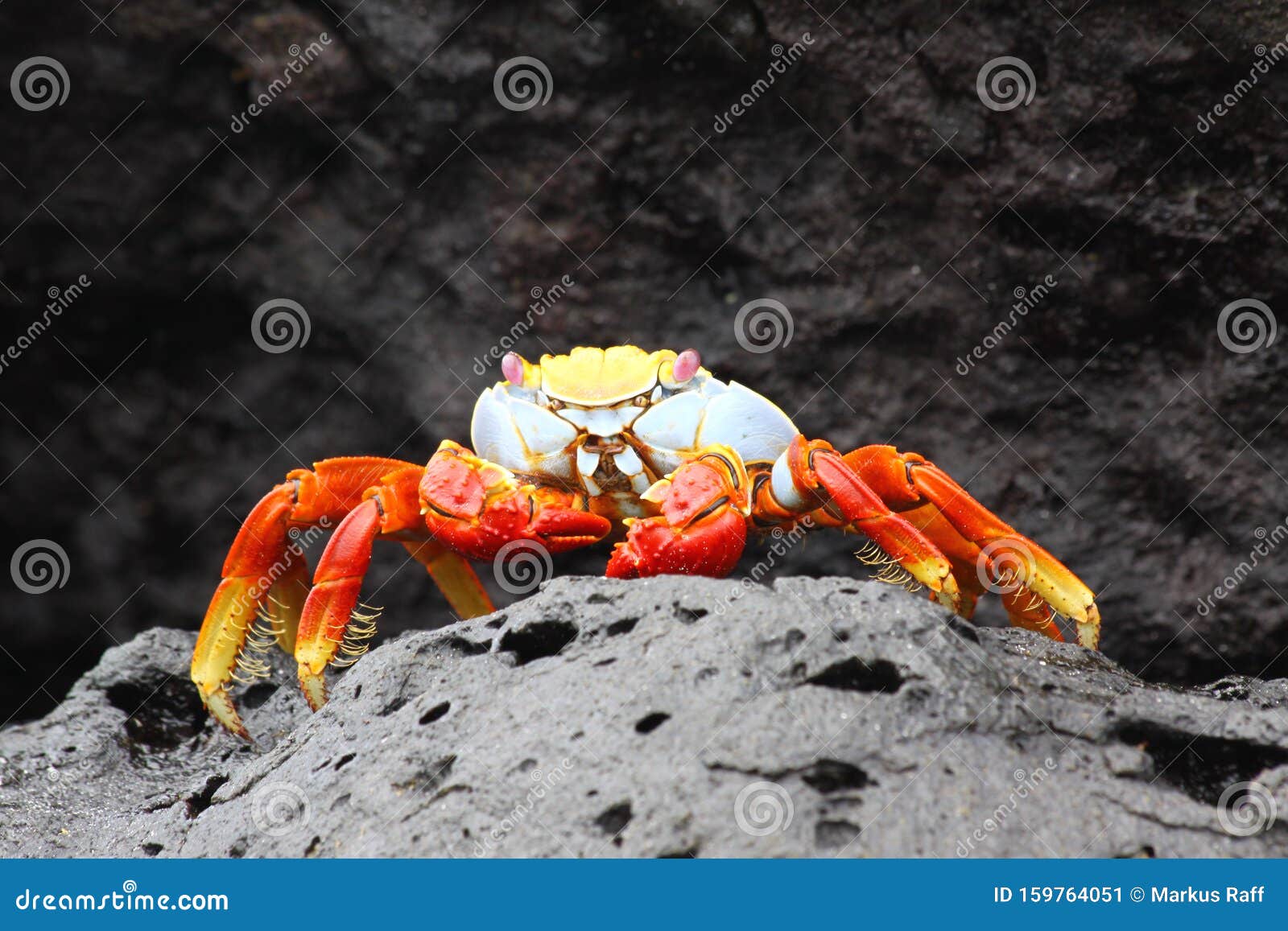 Krab Galapagos obraz stock. Obraz złożonej z krab, wypad - 159764051
