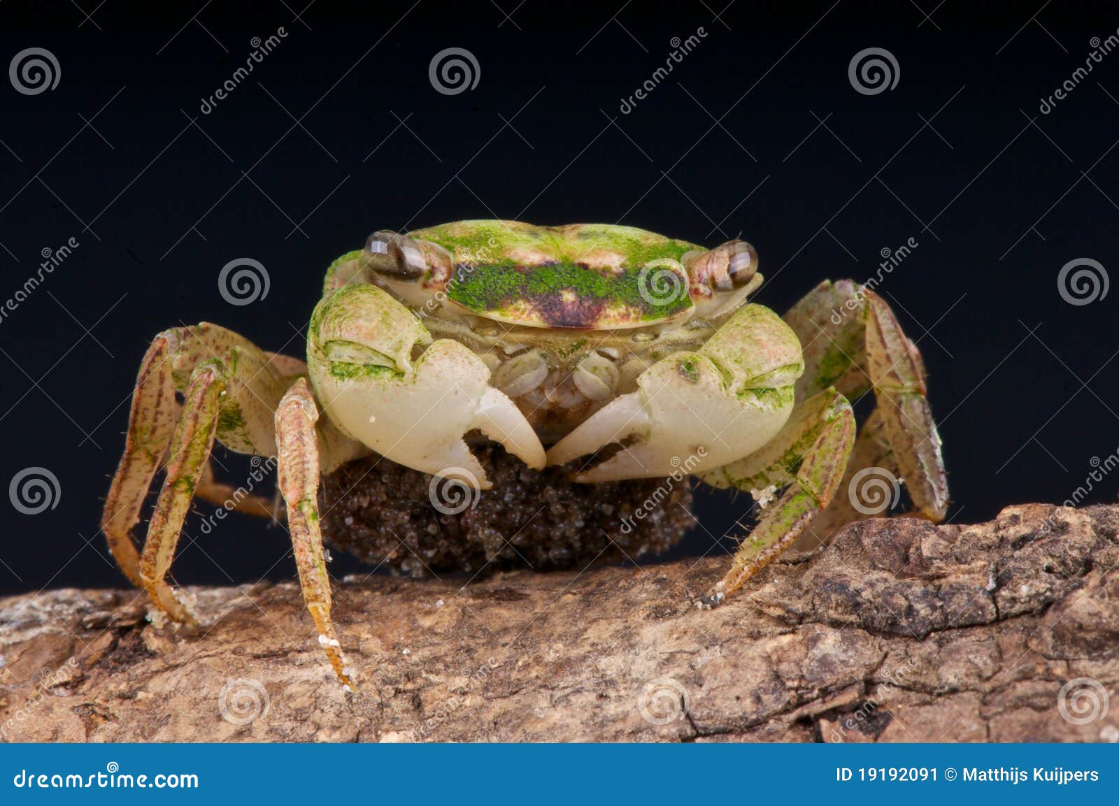 Krab met eieren stock afbeelding. Image of klauwen, vampier - 19192091