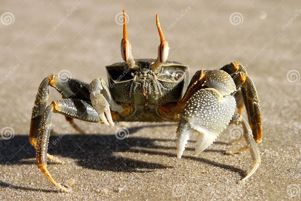 Krab op het strand stock foto. Image of klauw, ogen, overzees - 17608038