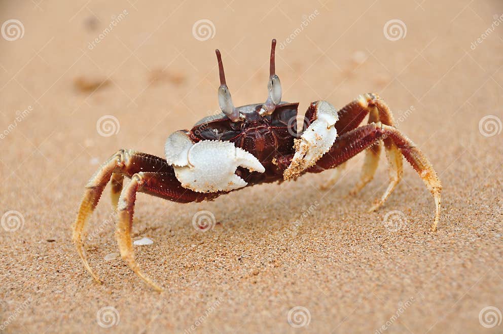 Krab op het strand stock foto. Image of thailand, kust - 24975642