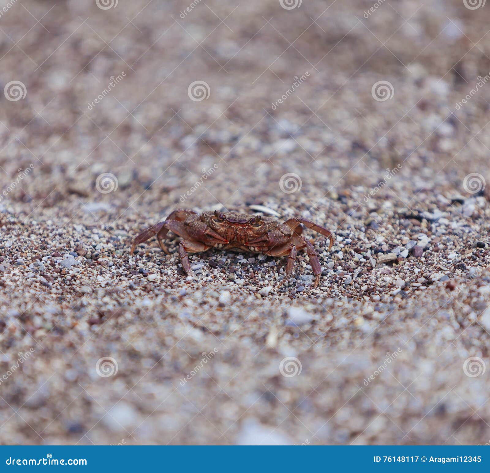 Krab Op Het Strand, Close-upmening Stock Afbeelding - Image of been ...