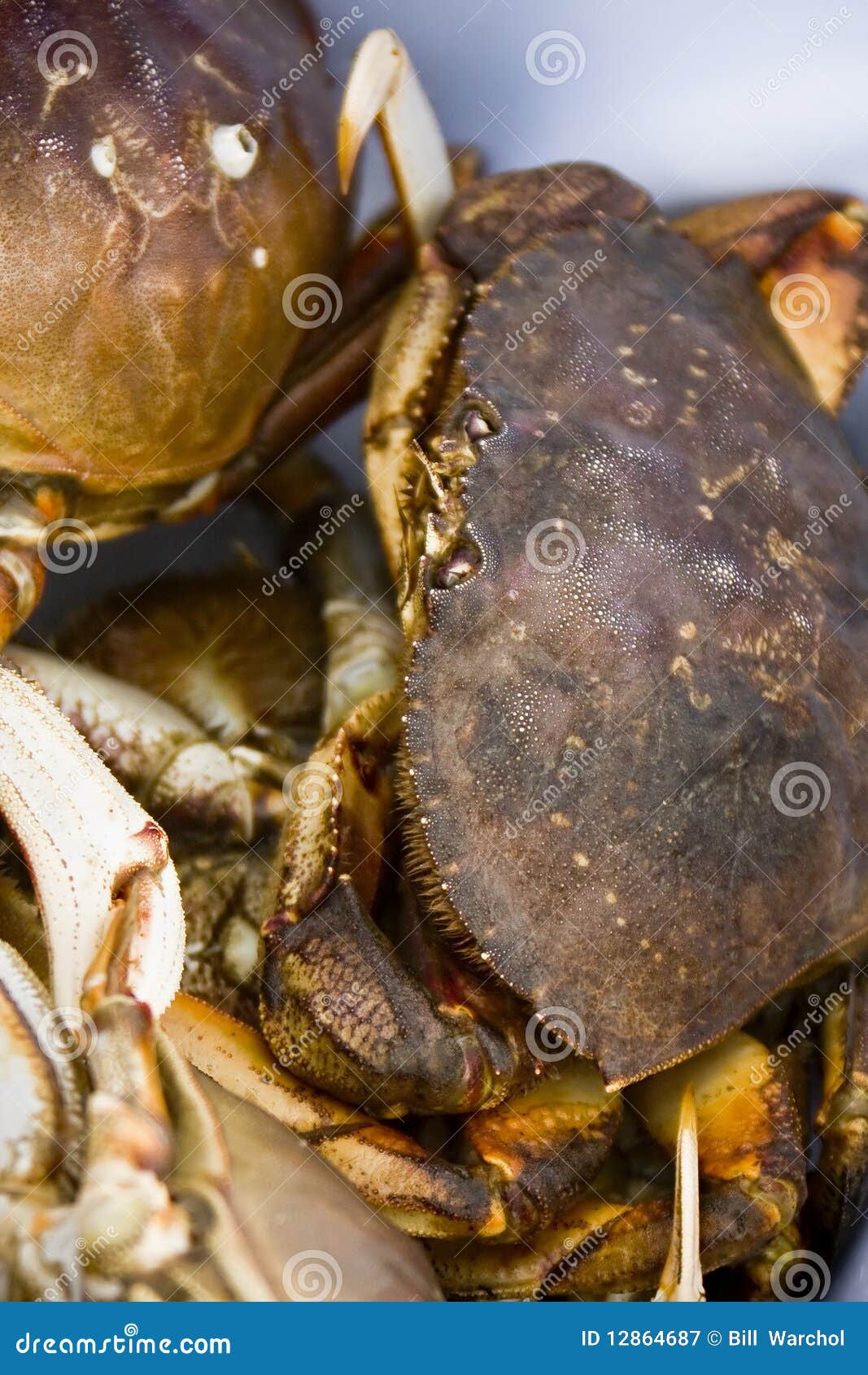 Kraba dungeness obraz stock. Obraz złożonej z oceany - 12864687