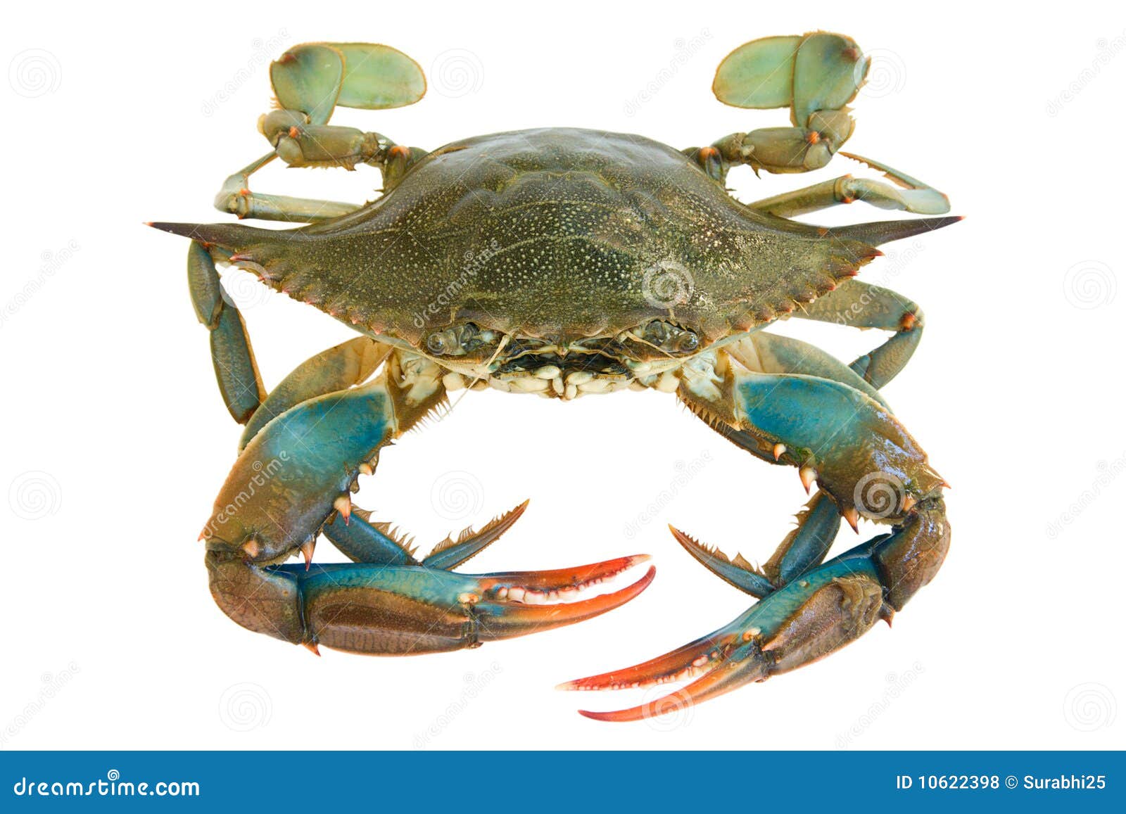 Krabba arkivfoto. Bild av strand, krabba, natur, jordluckrare - 10622398