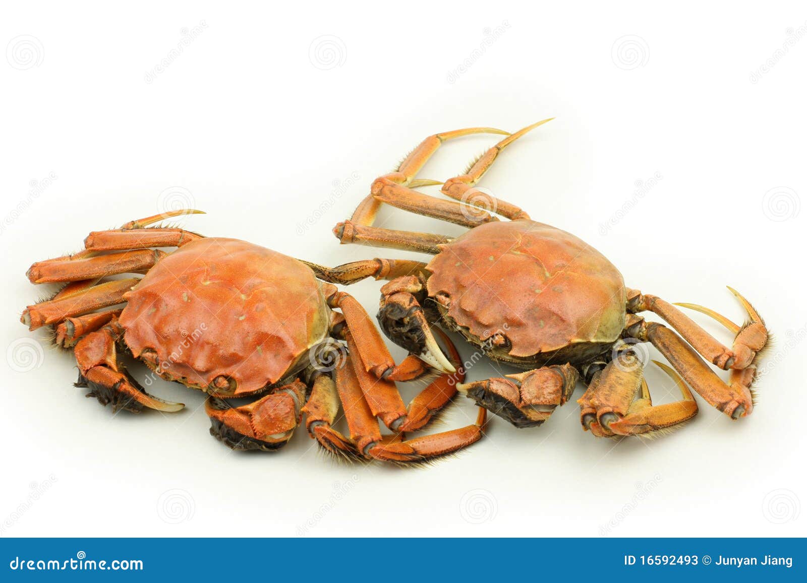 Krabba fotografering för bildbyråer. Bild av avgifter - 16592493
