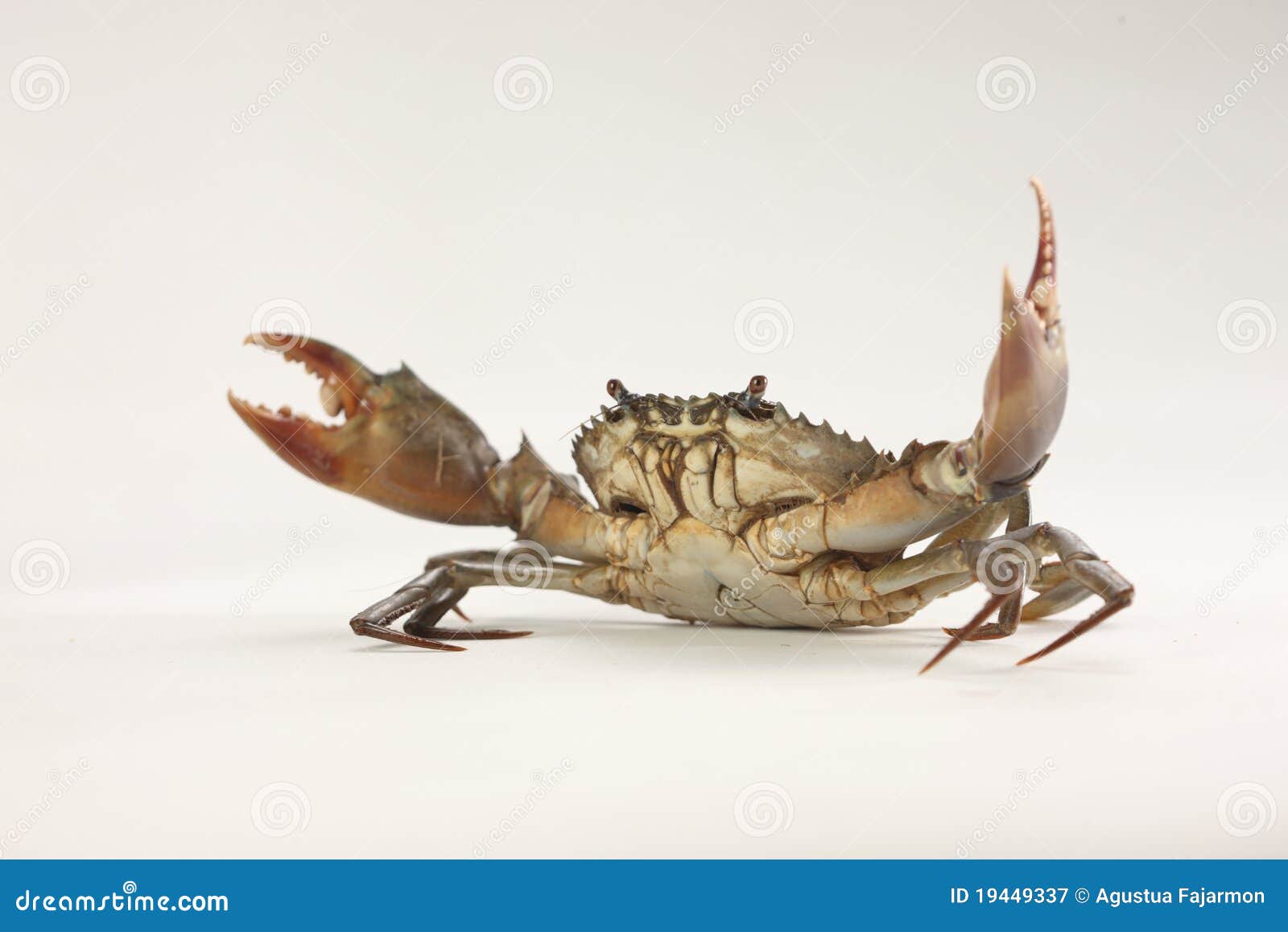 Krabba fotografering för bildbyråer. Bild av stil, skaldjur - 19449337