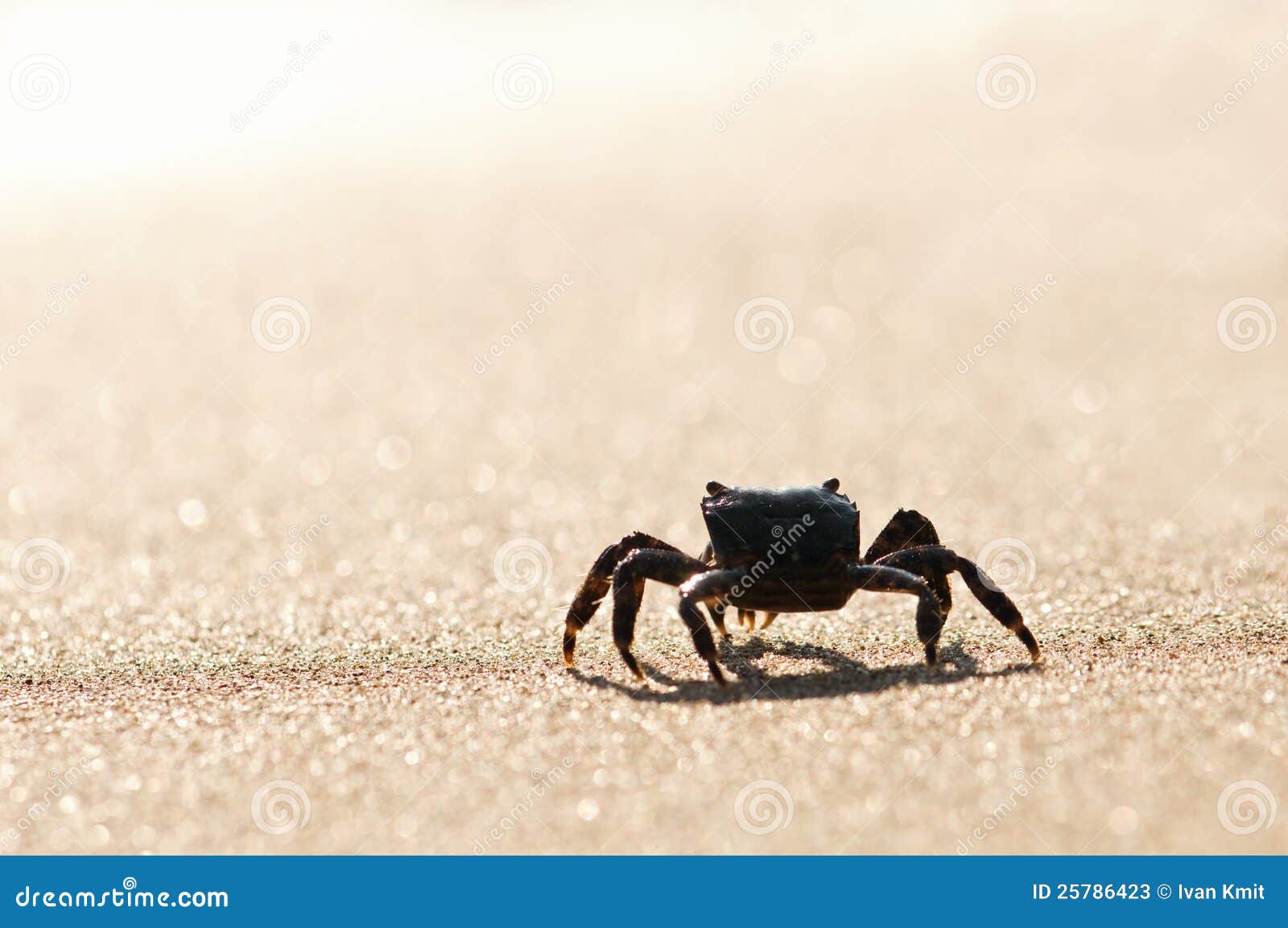 Krabba fotografering för bildbyråer. Bild av flotta, kust - 25786423