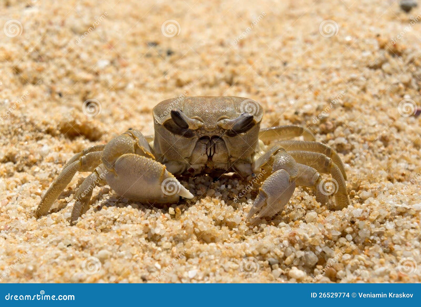 Krabba arkivfoto. Bild av ögon, angus, ekologi, nypa - 26529774