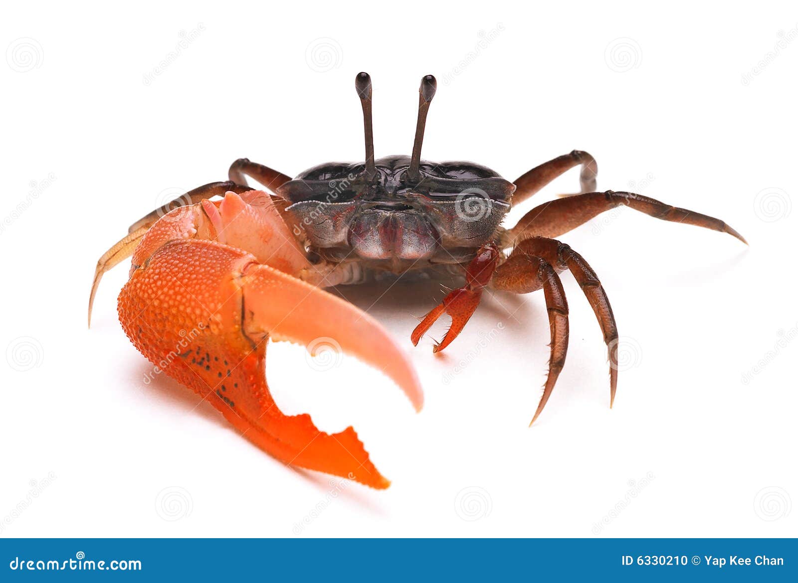 Krabba arkivfoto. Bild av flotta, symbol, angus, nypa - 6330210