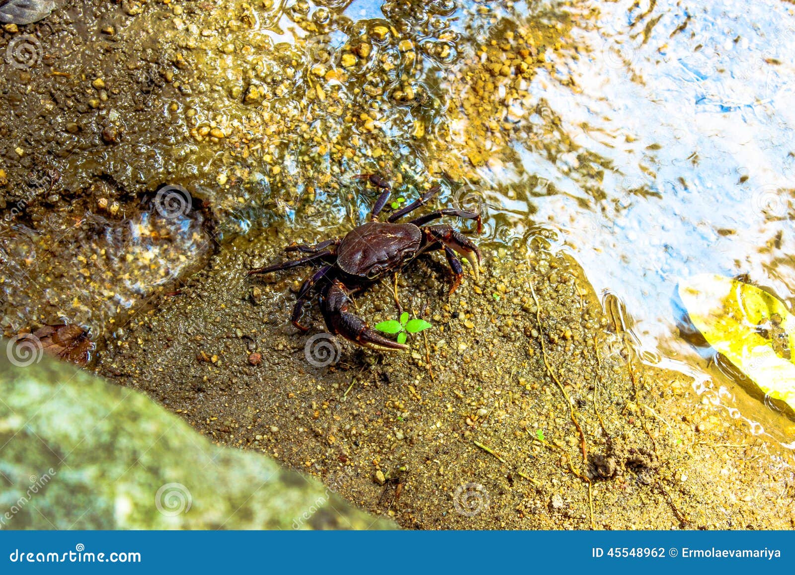 Krabba på sanden i vatten arkivfoto. Bild av flotta, skaldjur - 45548962