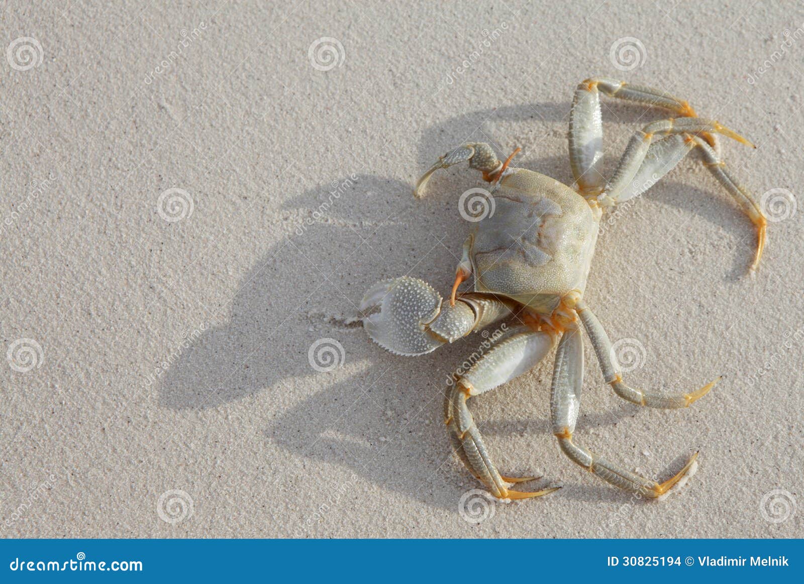 Krabba på stranden arkivfoto. Bild av djurliv, kustland - 30825194