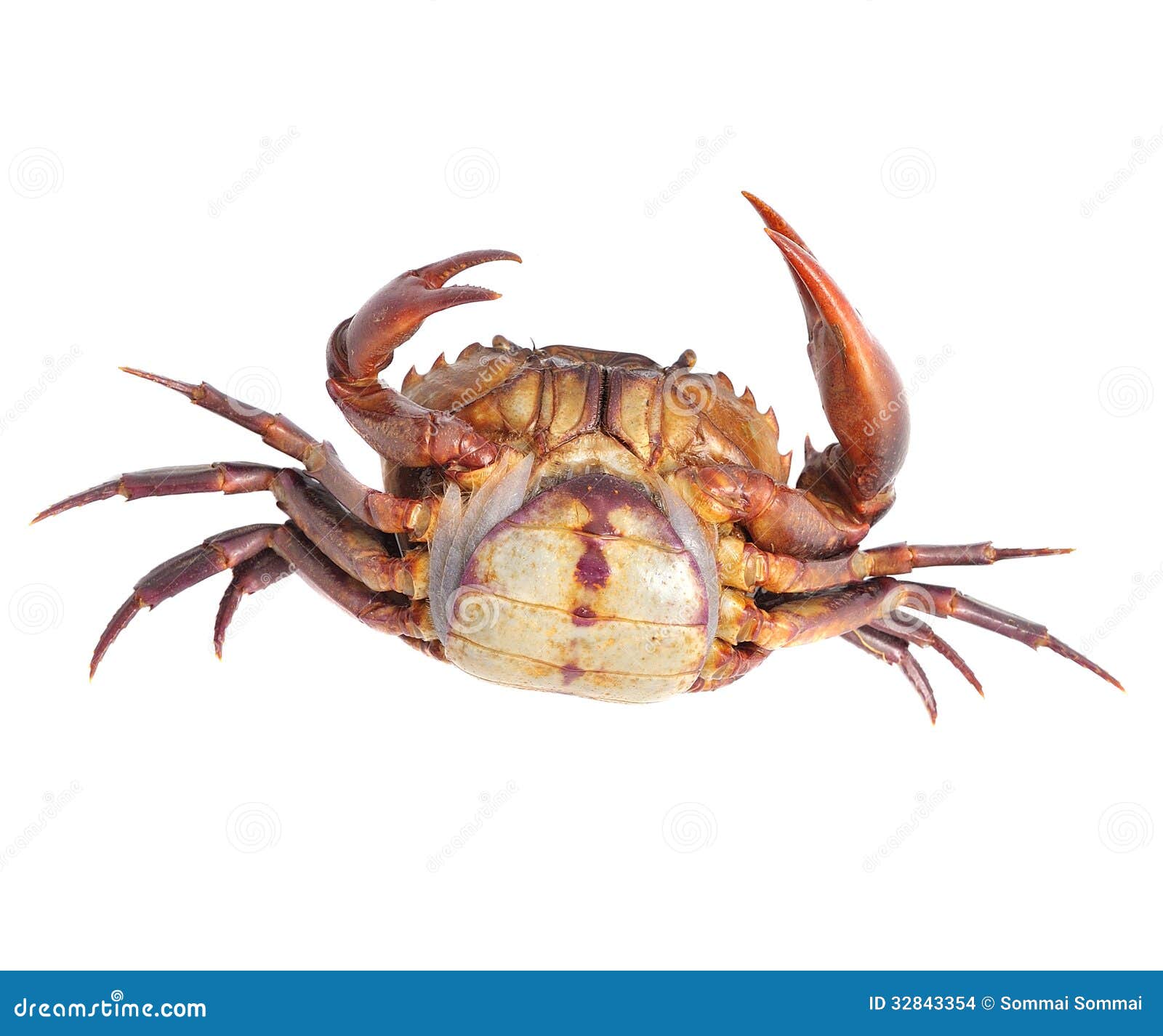 Krabbe stockfoto. Bild von ozean, fische, mahlzeit, tierkreis - 32843354