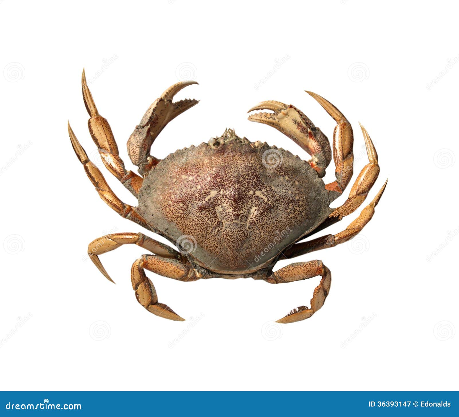 Krabbe stockbild. Bild von nahrung, abendessen, frisch - 36393147