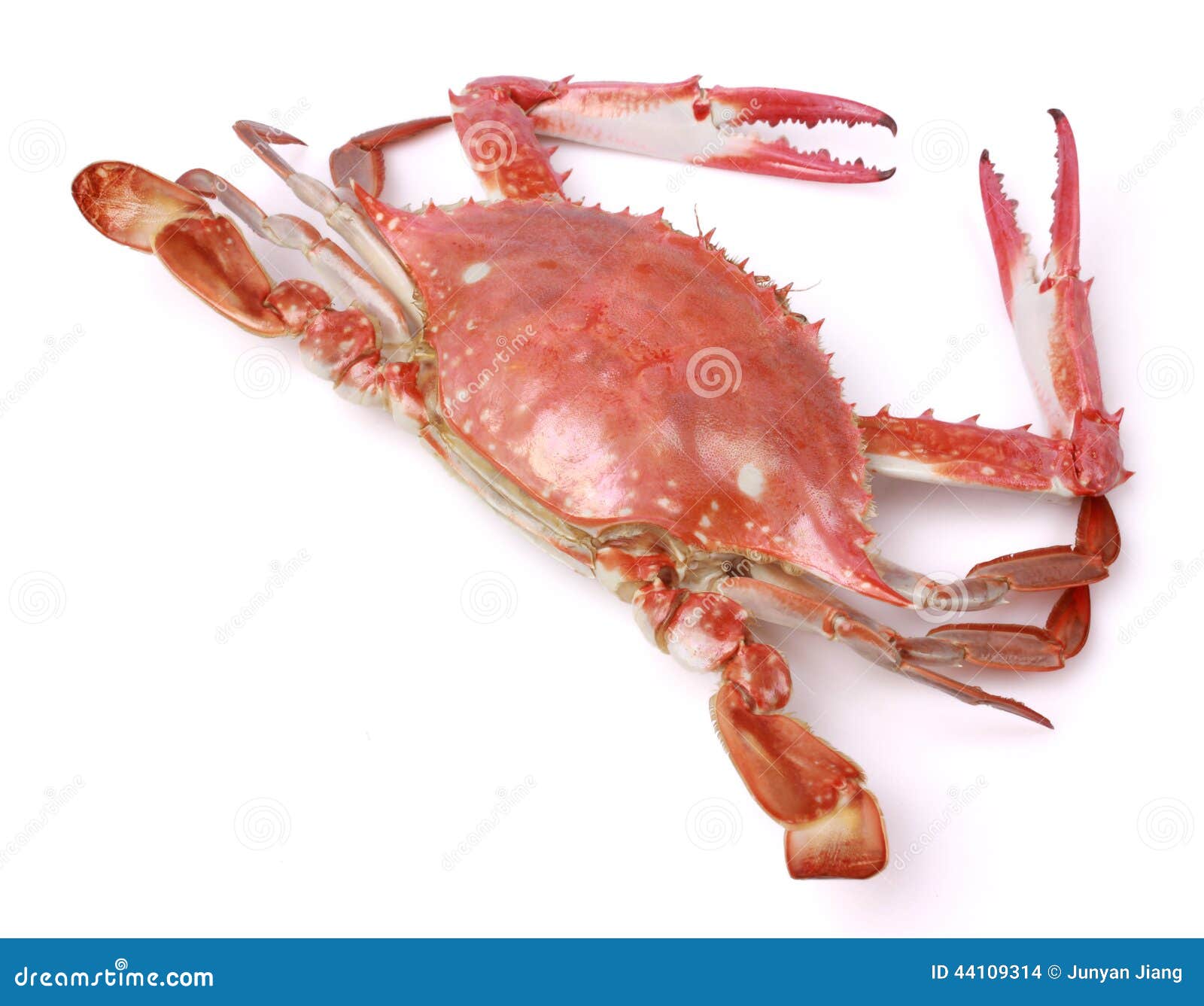 Krabbe stockfoto. Bild von frisch, tier, schacht, fischen - 44109314