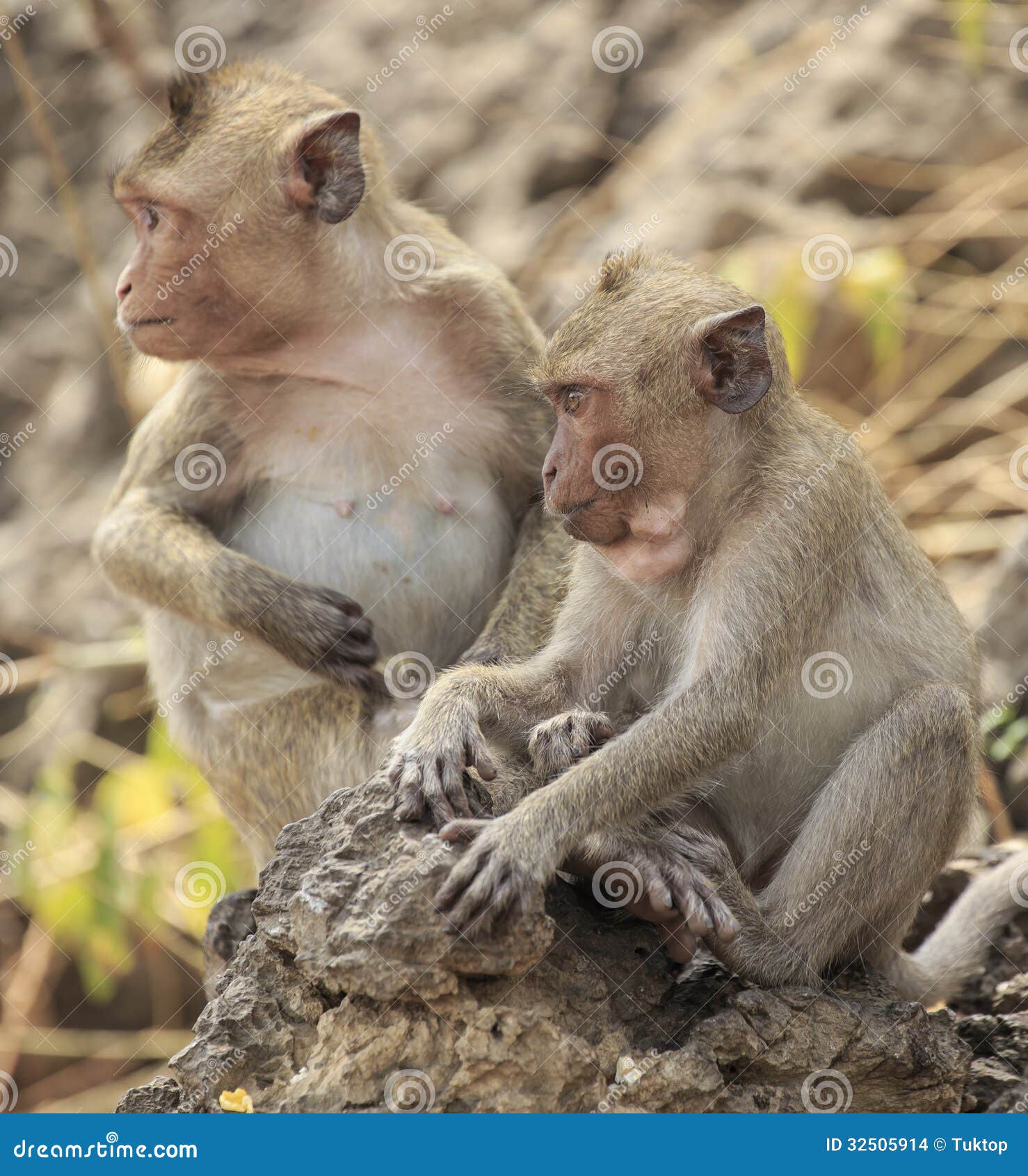Krabbe, Die Affen Isst Des Makakens (Macaca Irus) Stockfoto - Bild von ...
