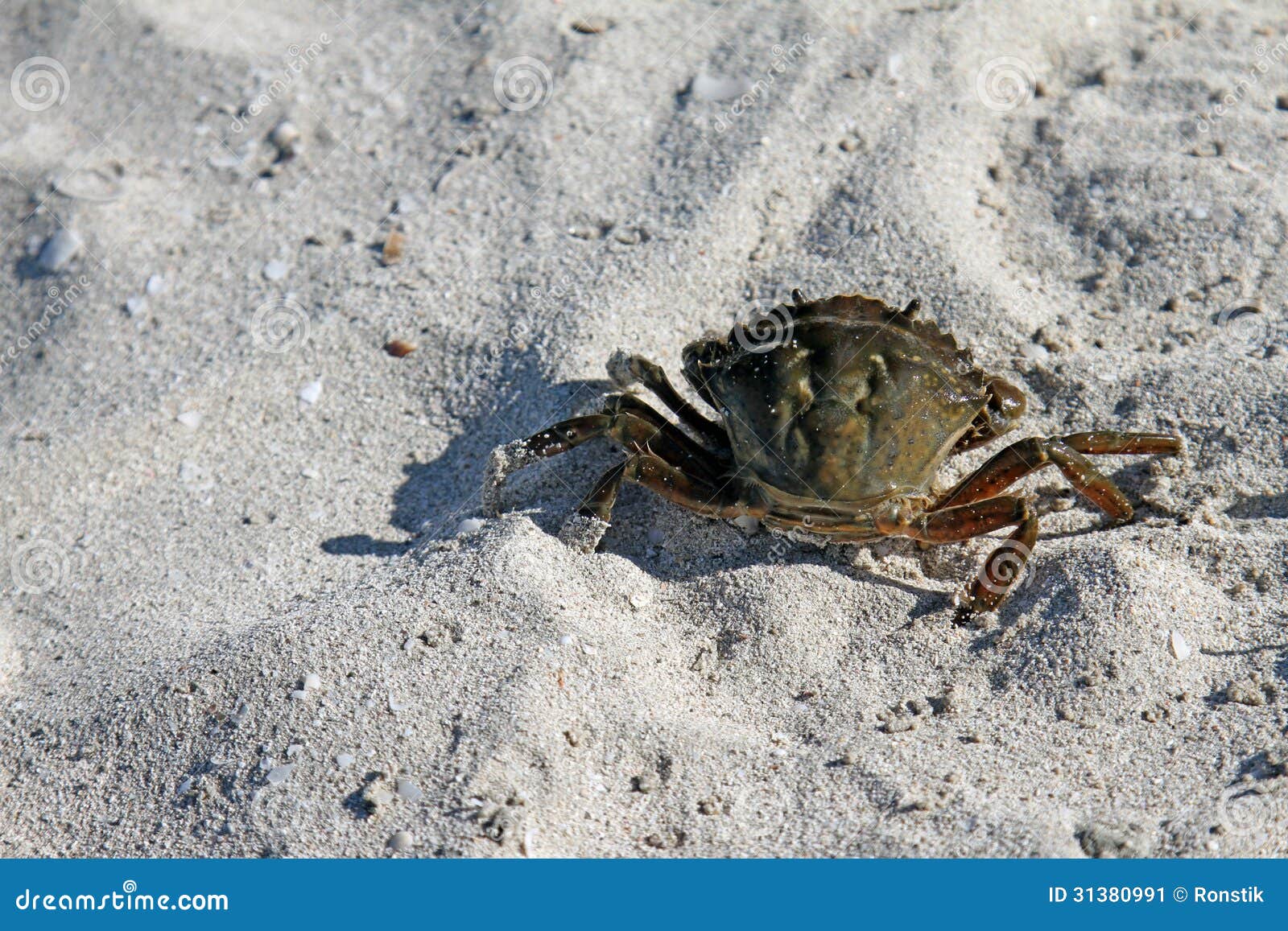 Krabbe, Die Auf Den Strandsand Geht Stockbild - Bild von tier, krebs ...