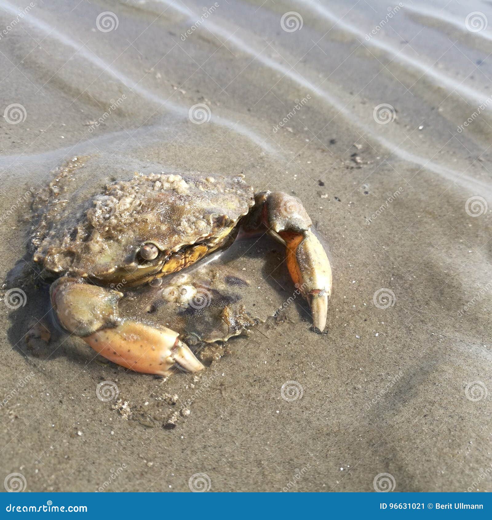 Krabben stock afbeelding. Image of wild, twee, water - 96631021