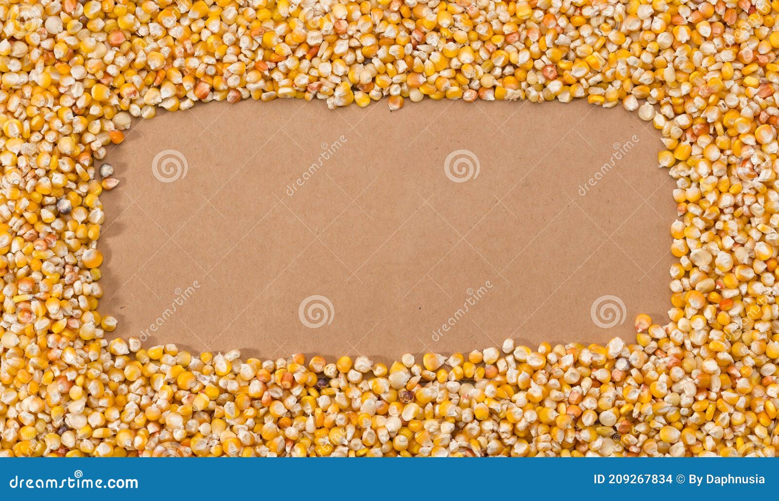 Organic corn grains stock photo. Image of plant, produce - 209267834