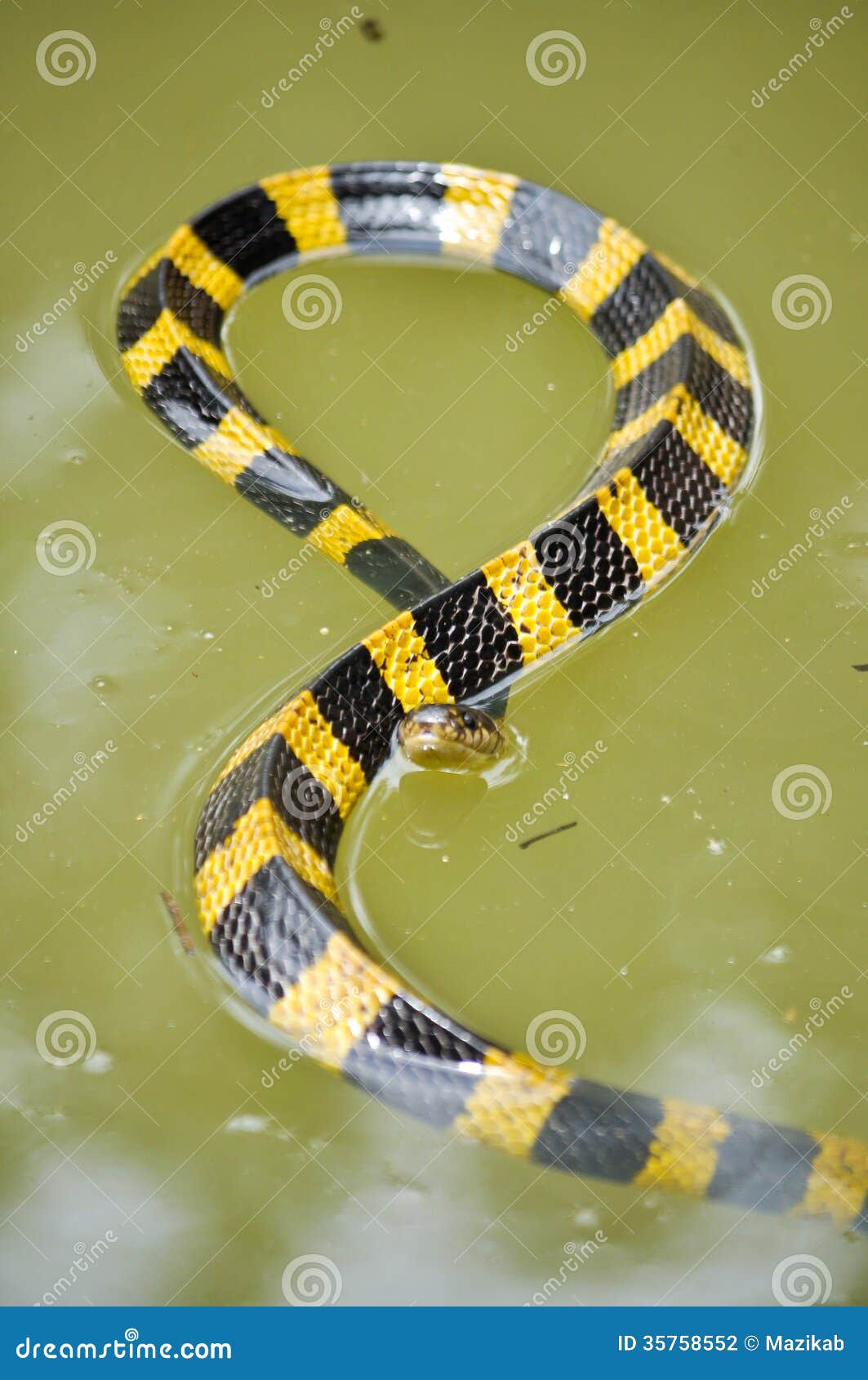 Krait congregado foto de archivo. Imagen de viejo, camilla - 35758552