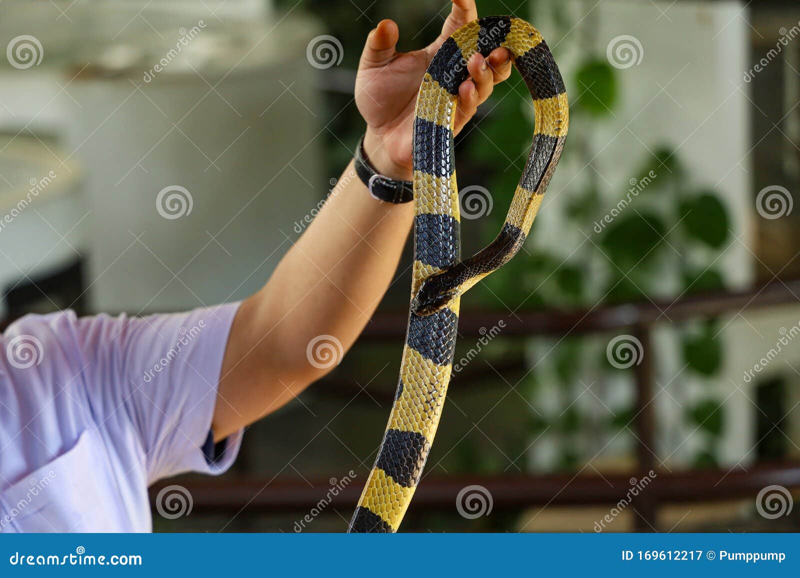 Snake Hand Art Stock Photography | CartoonDealer.com #169532198