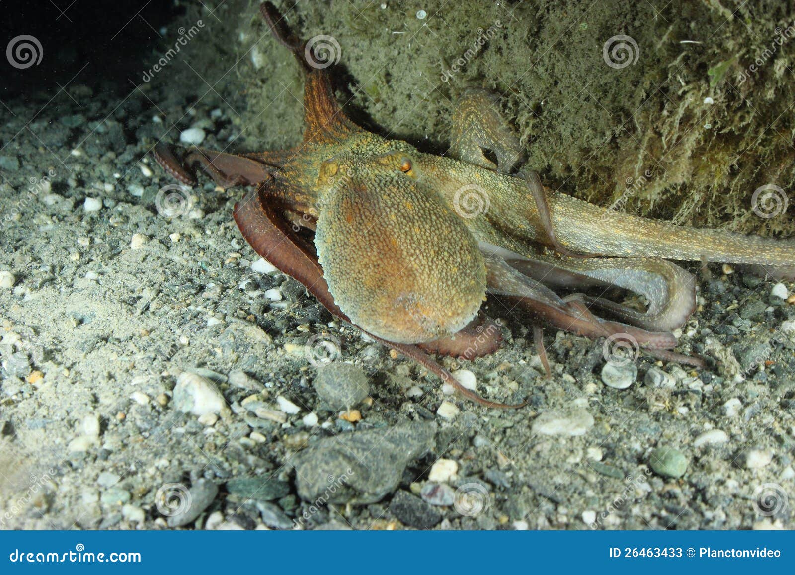 Krake stockbild. Bild von krake, abgrund, unterwasseratemger - 26463433