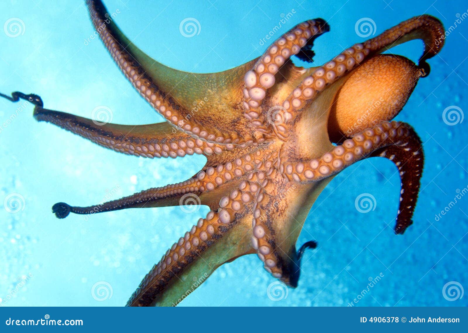 Krake stockfoto. Bild von tauchen, krake, leben, riff - 4906378