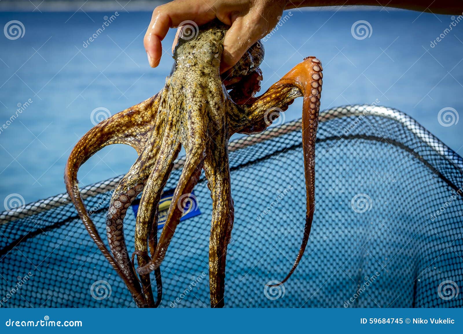 Krake stockbild. Bild von krake, fischer, boot, adria - 59684745