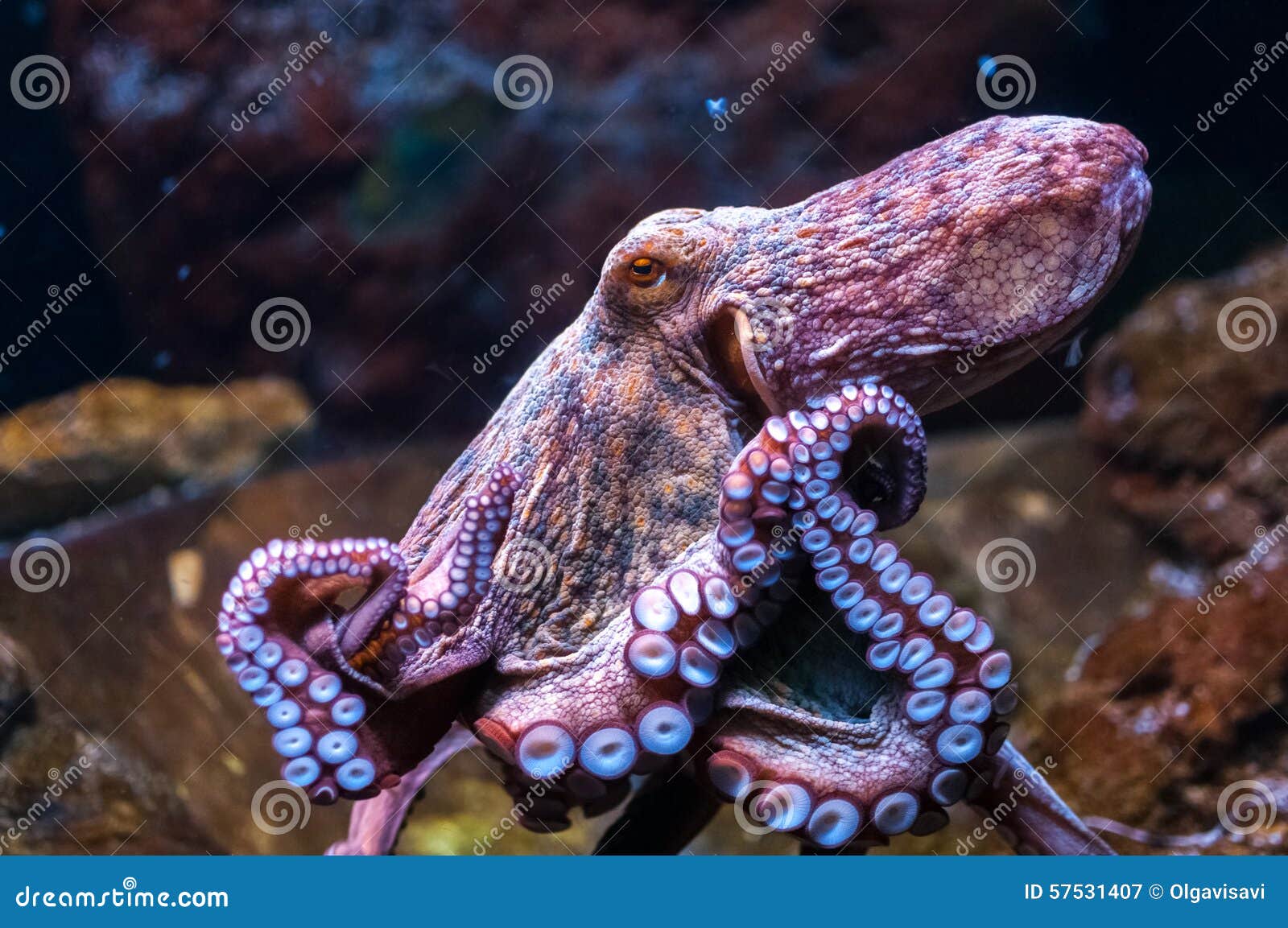 Krake im Wasser stockbild. Bild von samenkapseln, hintergrund - 57531407